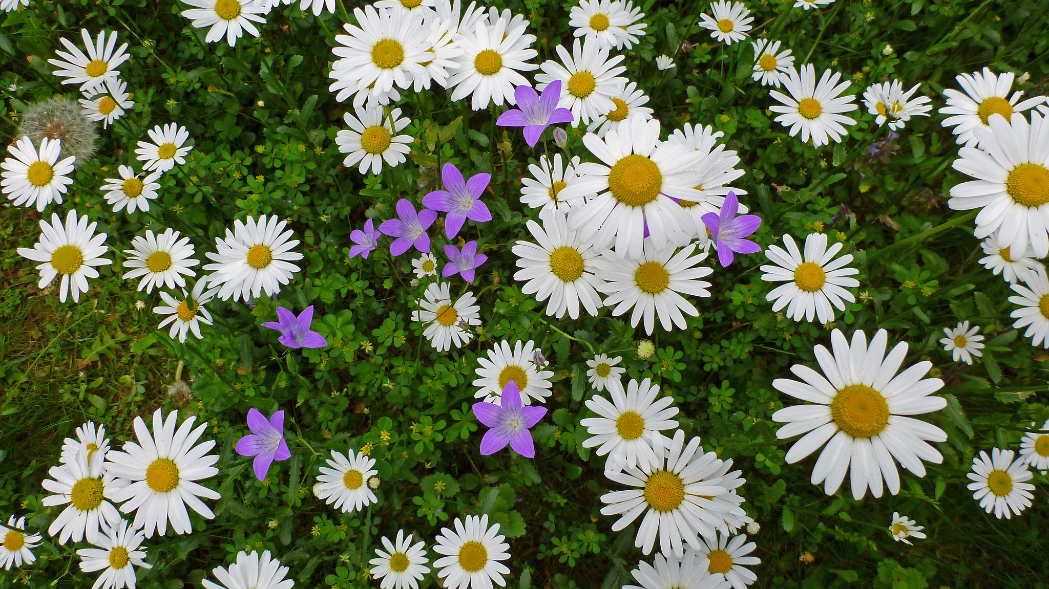 Zierde unseres Gartens - Braunau