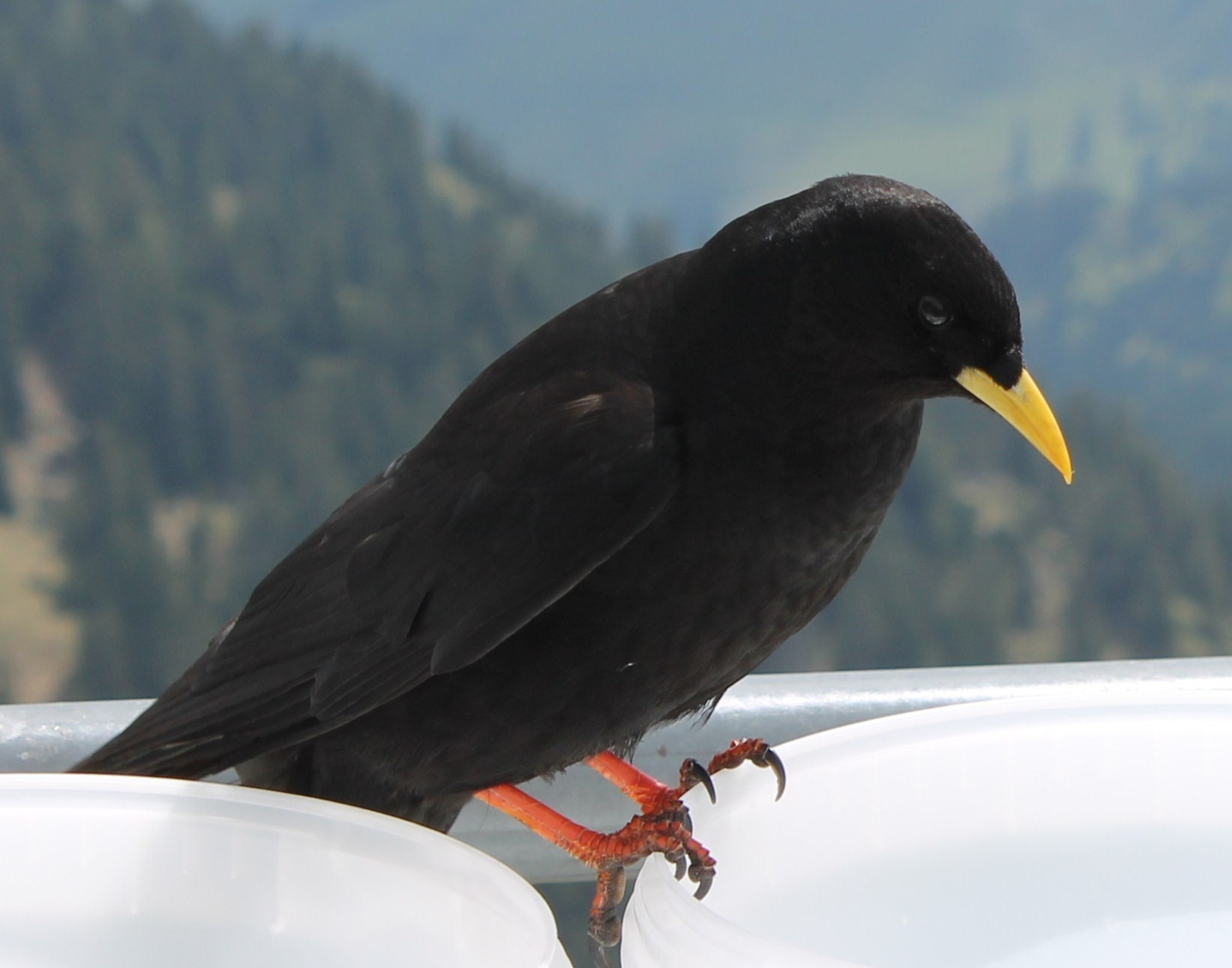 Bergdohle - wunderschön und rotzfrech - Kitzbühel