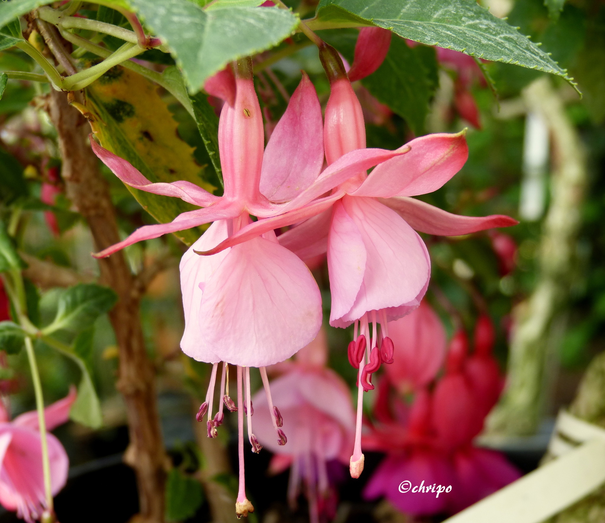 FUCHSIEN Pflanzen - Ottakring