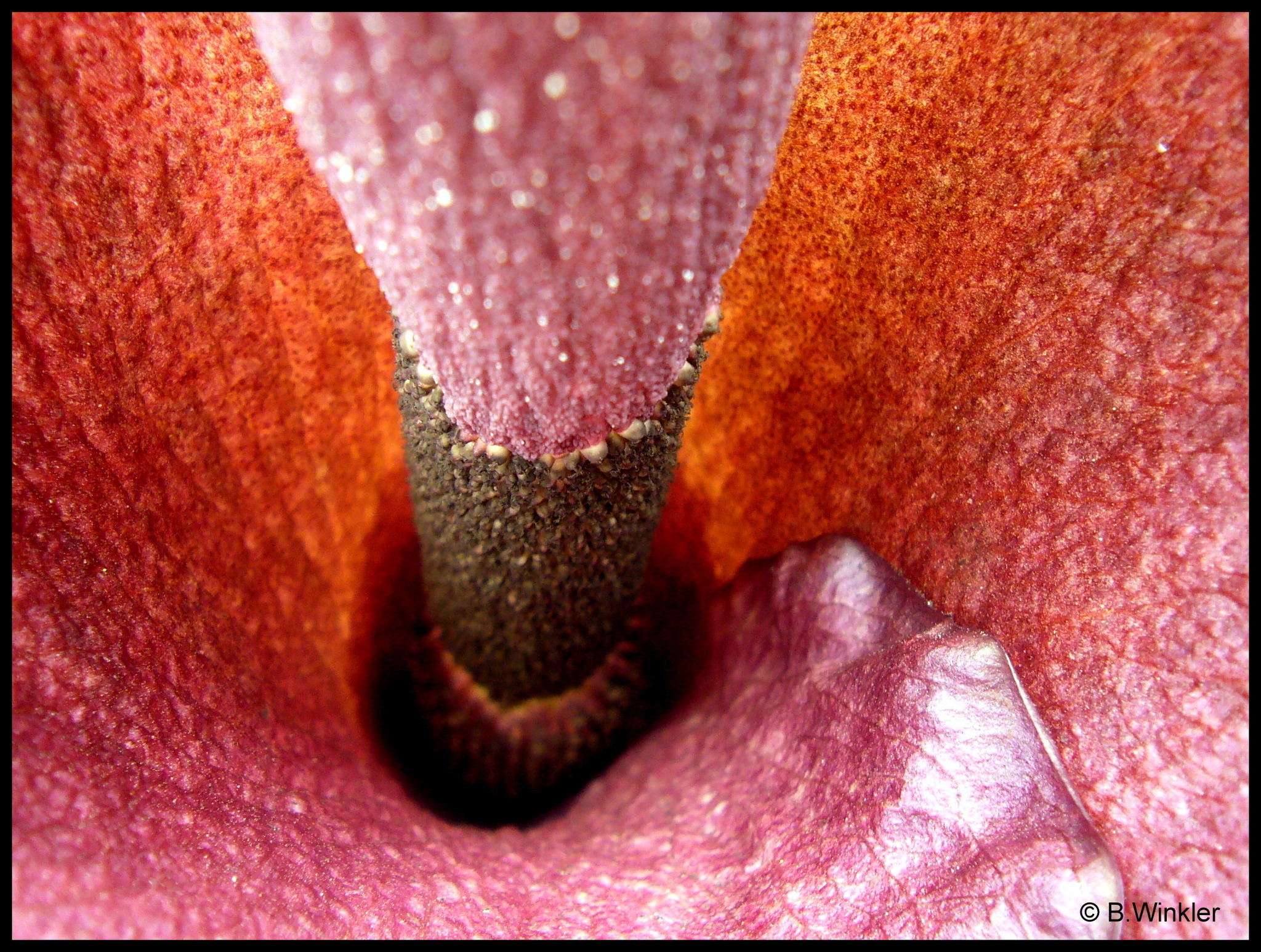 Der Tränenbaum blüht wieder - Hollabrunn