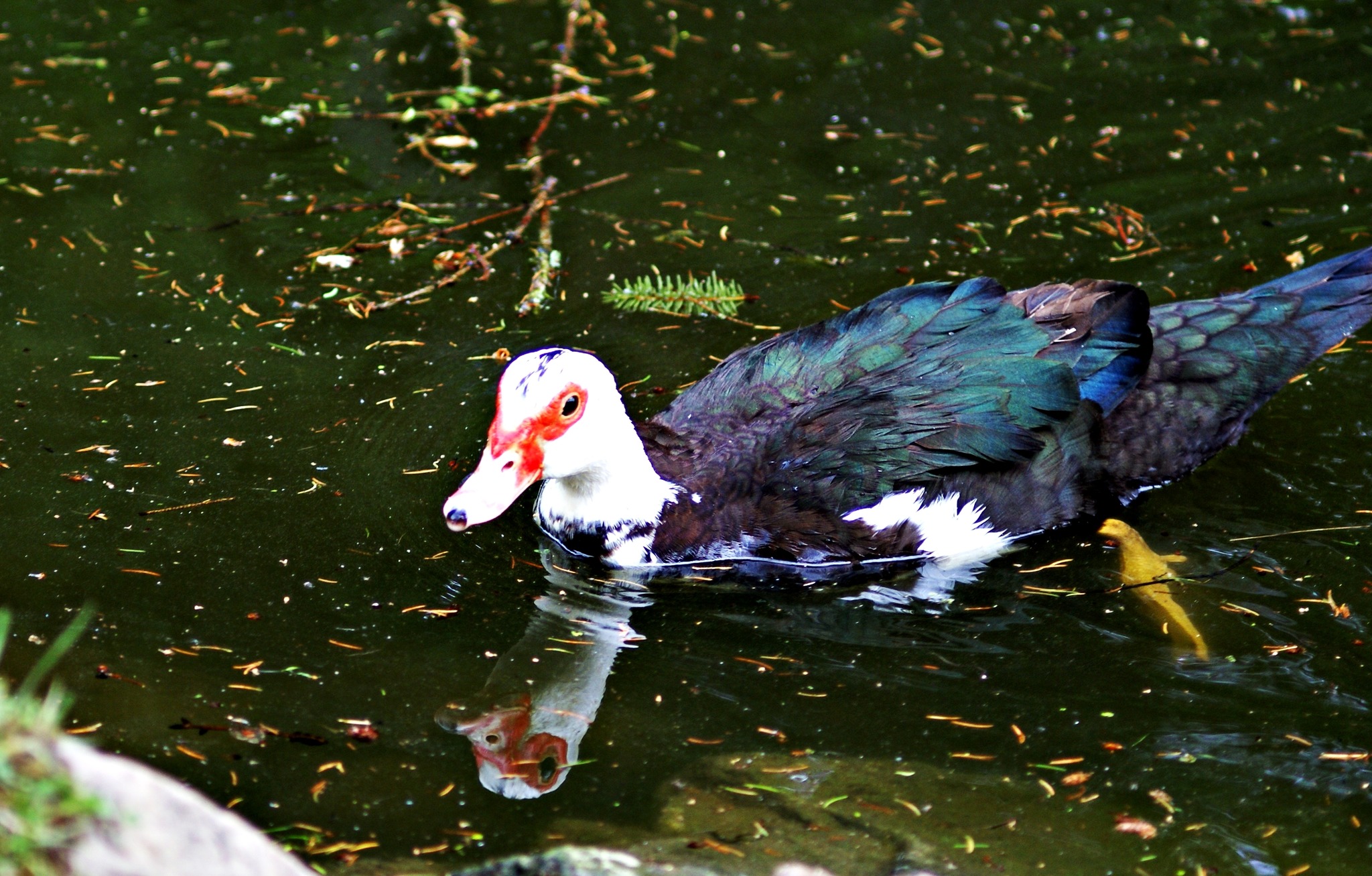 Warzenente auch Moschusente genannt - St. Veit