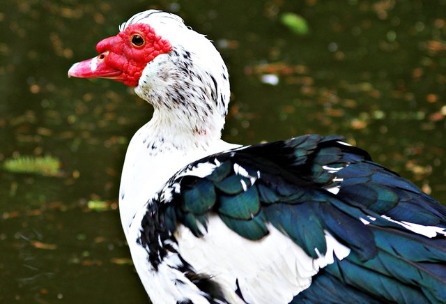 Warzenente auch Moschusente genannt - St. Veit