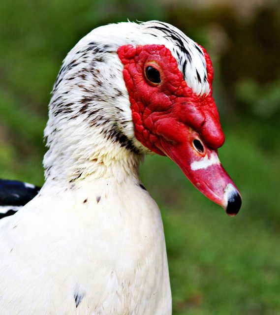 Warzenente auch Moschusente genannt - St. Veit