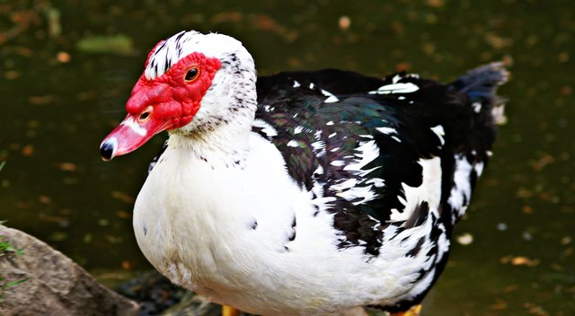 Warzenente auch Moschusente genannt - St. Veit