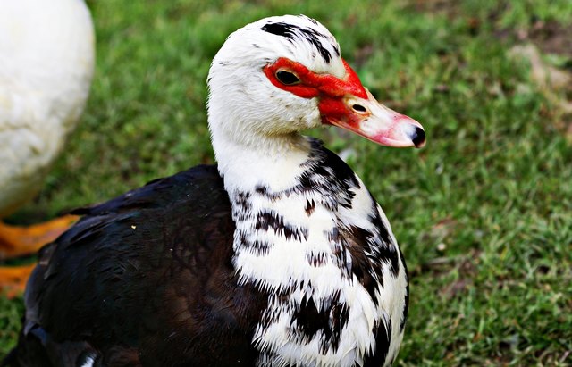 Warzenente auch Moschusente genannt - St. Veit