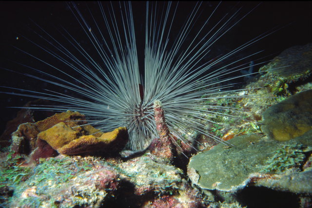 Diadem-Seeigel - Braunau