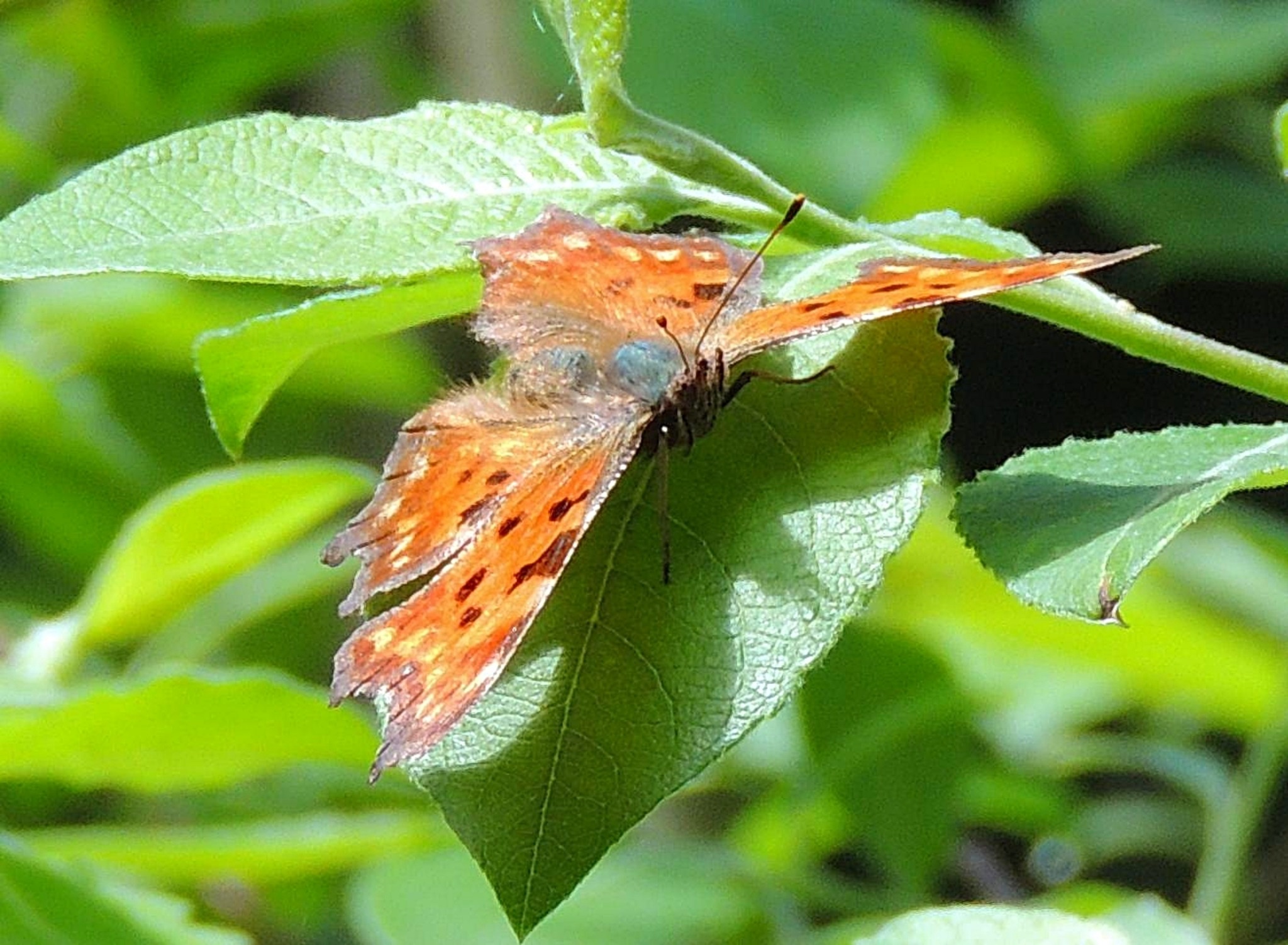 Der C-Falter (Polygonia c-album) - Lungau