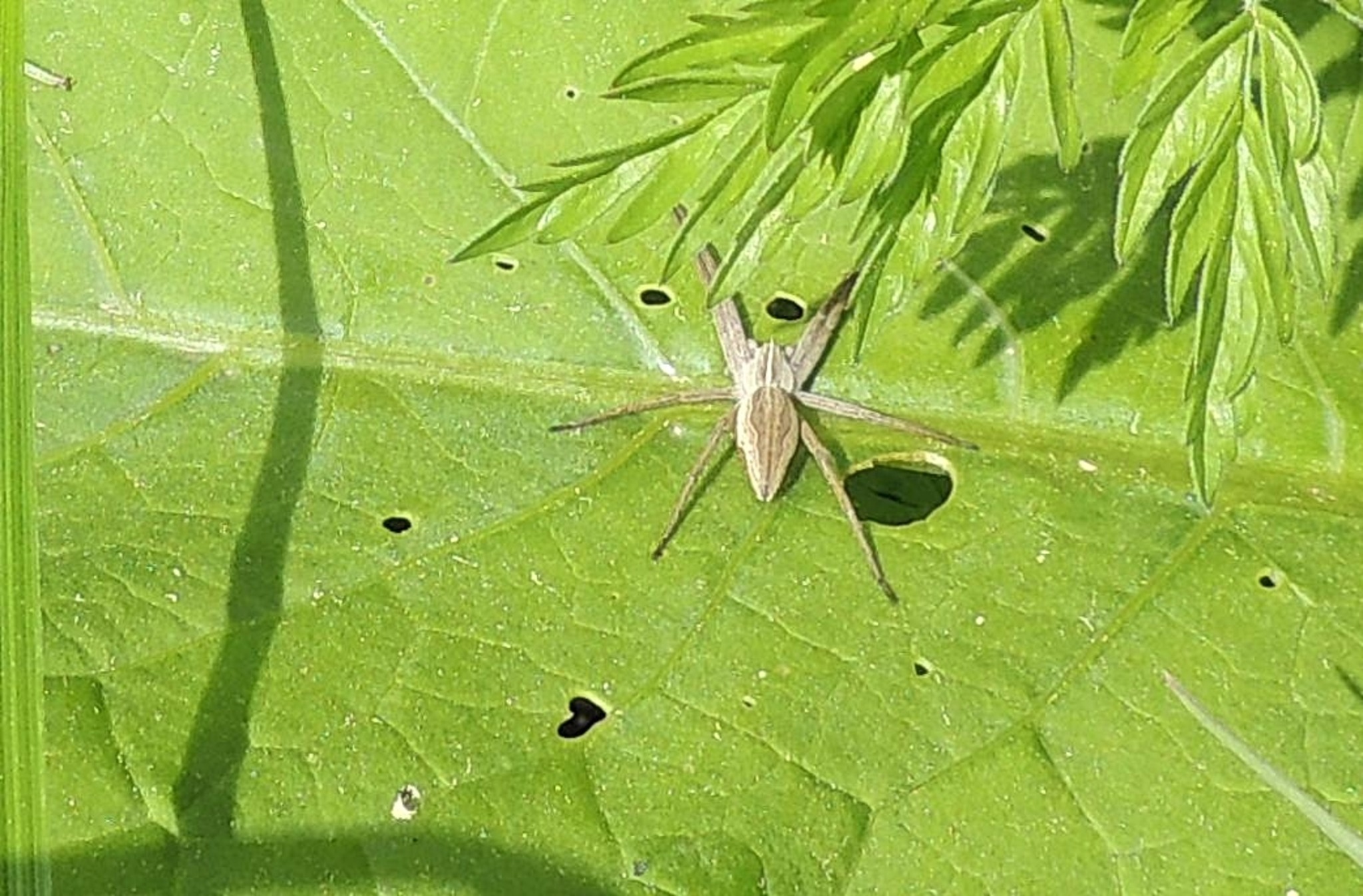 Raubspinne (Pisaura mirabilis) - Lungau