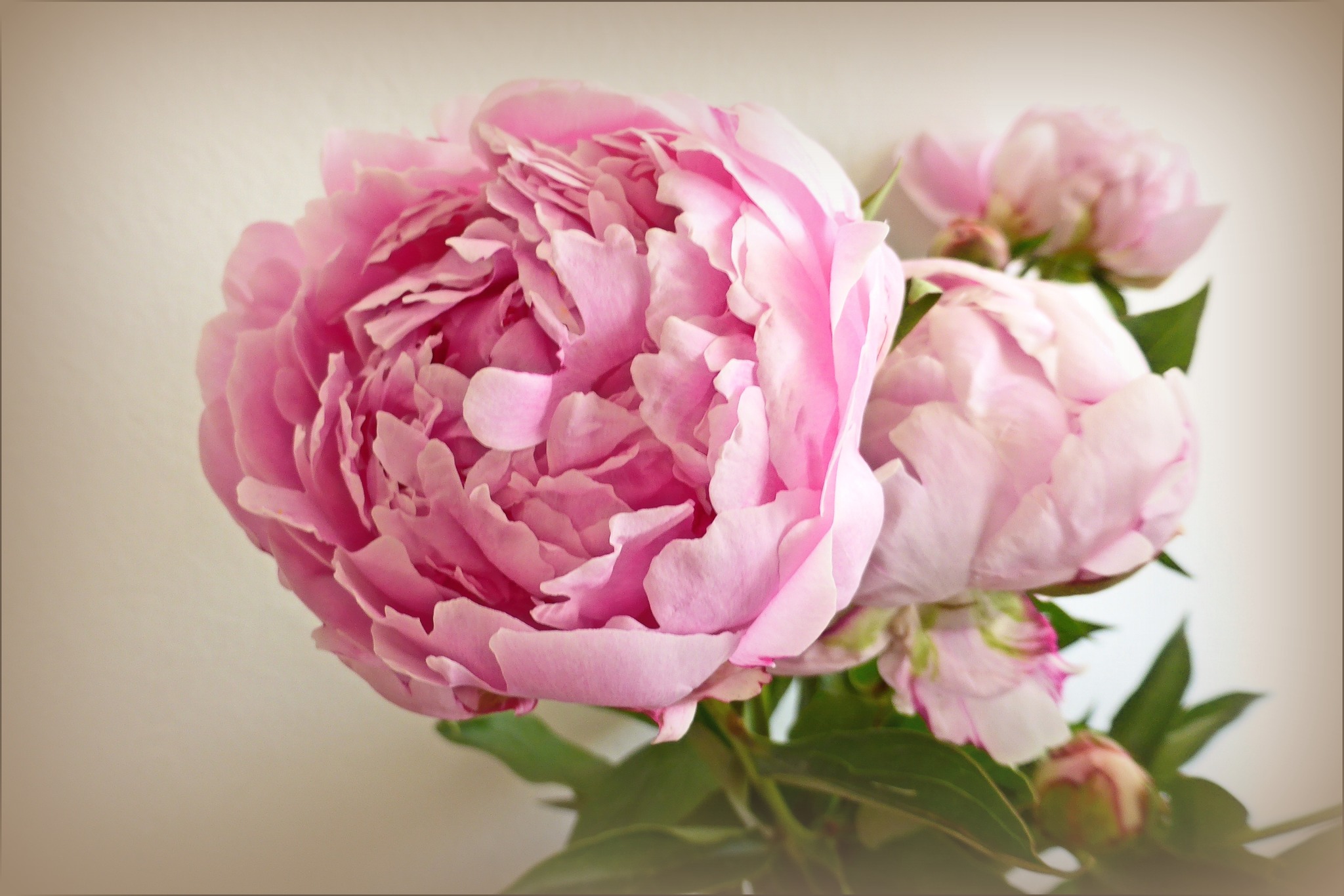 Pfingst- und andere Rosen - Simmering