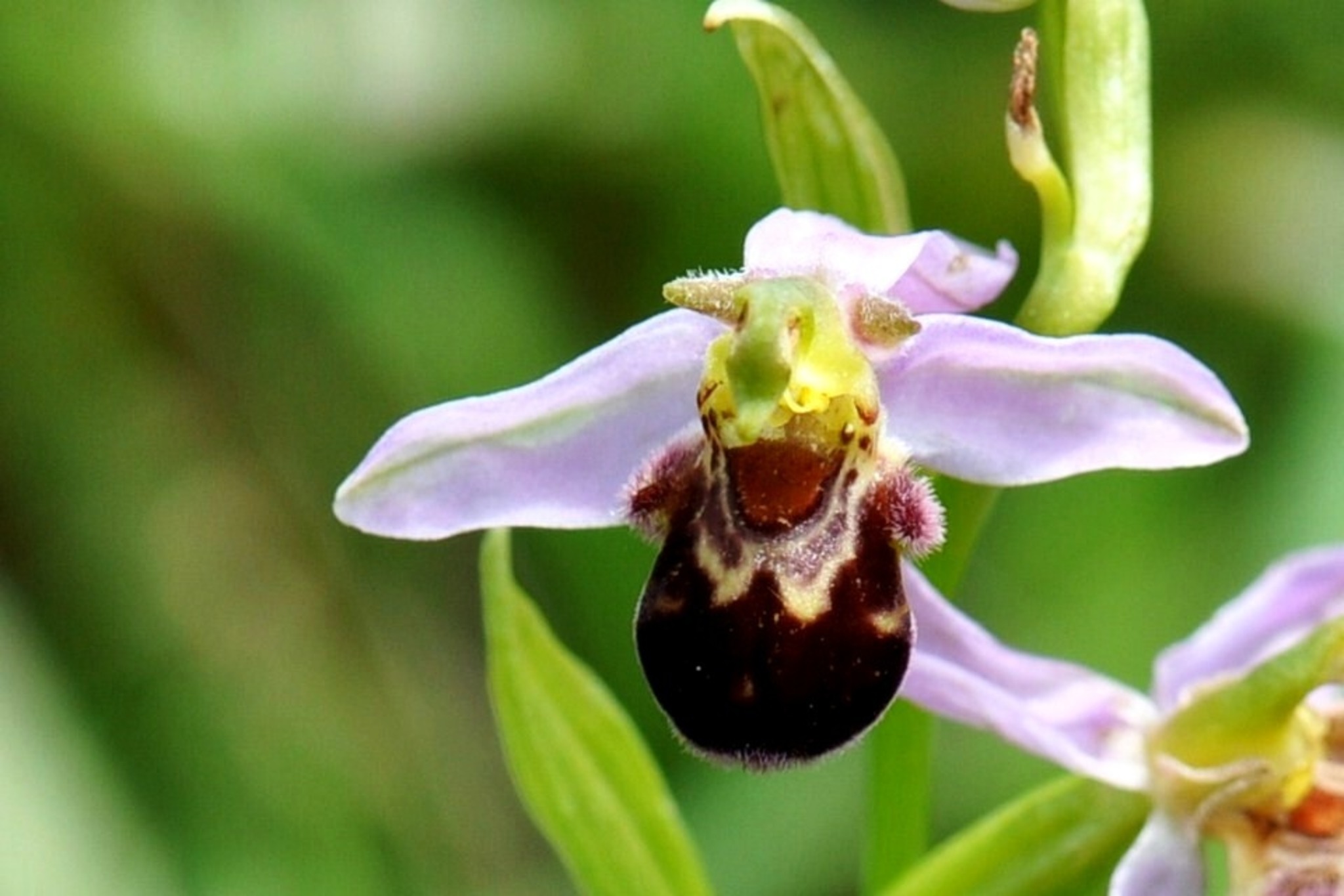 Wilde Orchideen -Juwelen der Pflanzenwelt/Nationalpark Donau-Auen(Obere ...