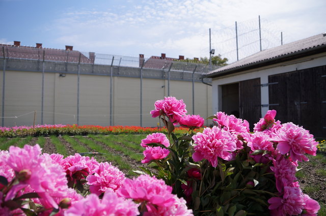 Justizanstalt karlau - Thema auf meinbezirk.at