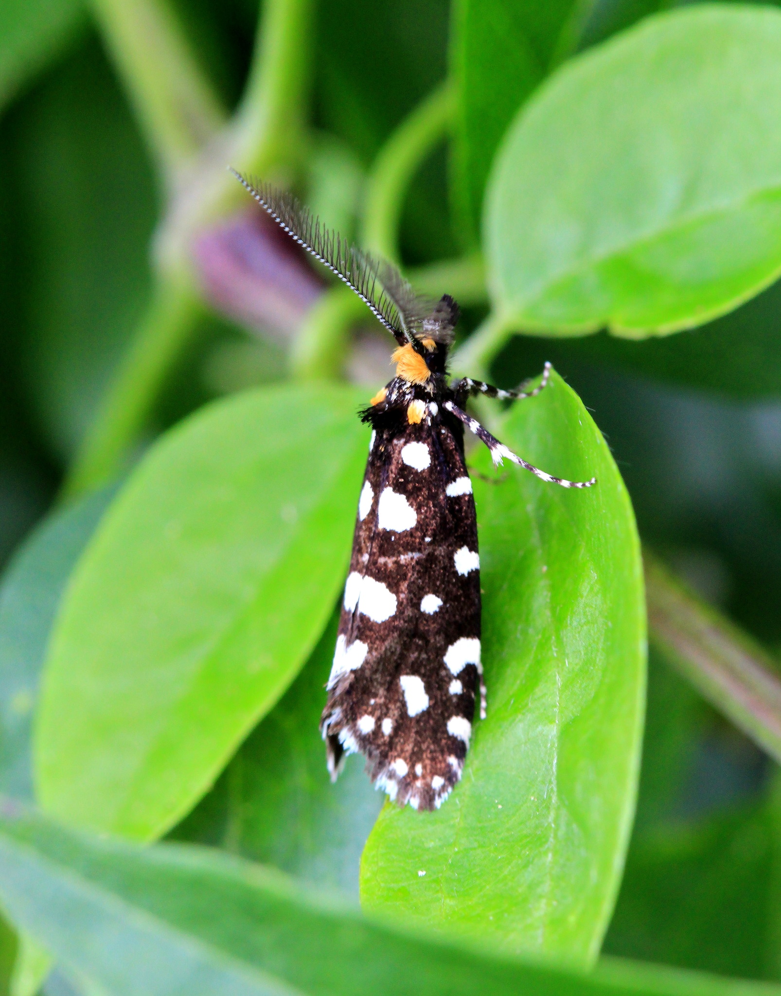 Echte Motte - Liesing