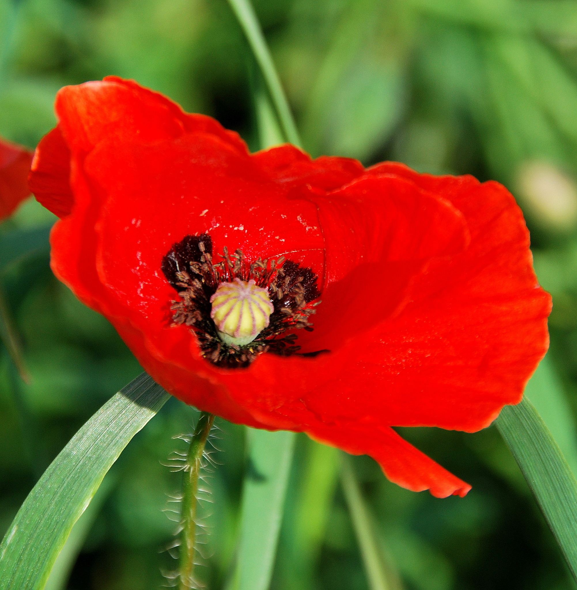 Hab' ich aber eine Knollennase ! - Hollabrunn