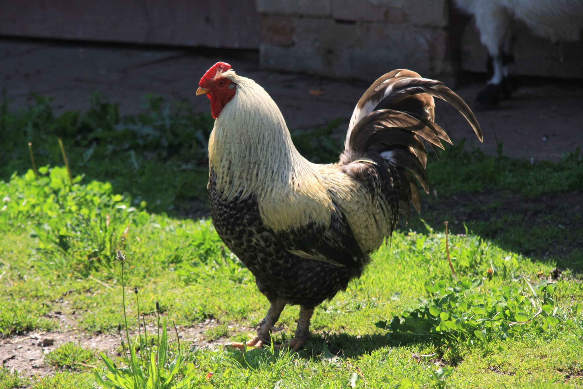Stolzer Gockel - Favoriten