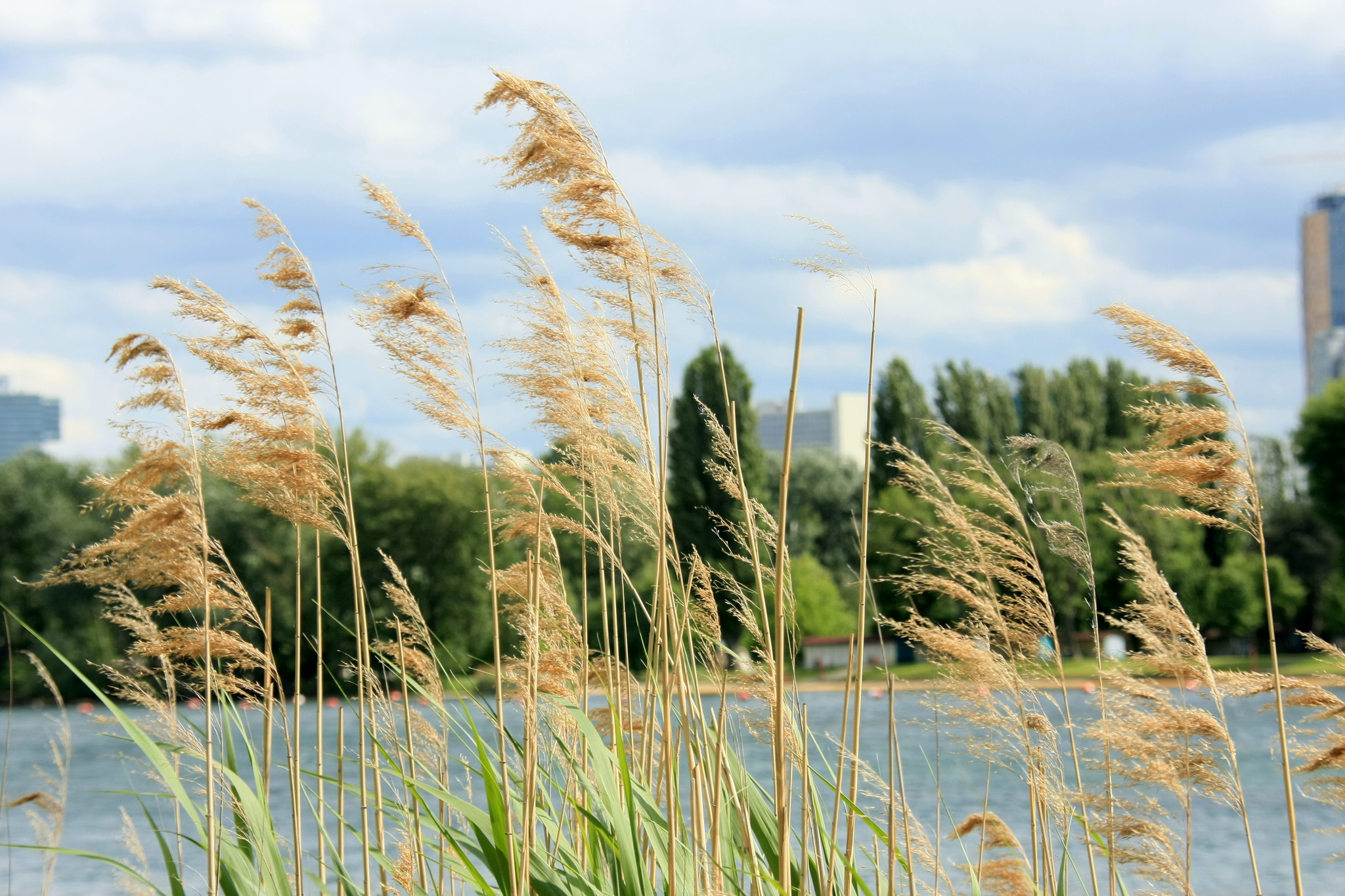 Schilfgras an der Alten Donau - Liesing