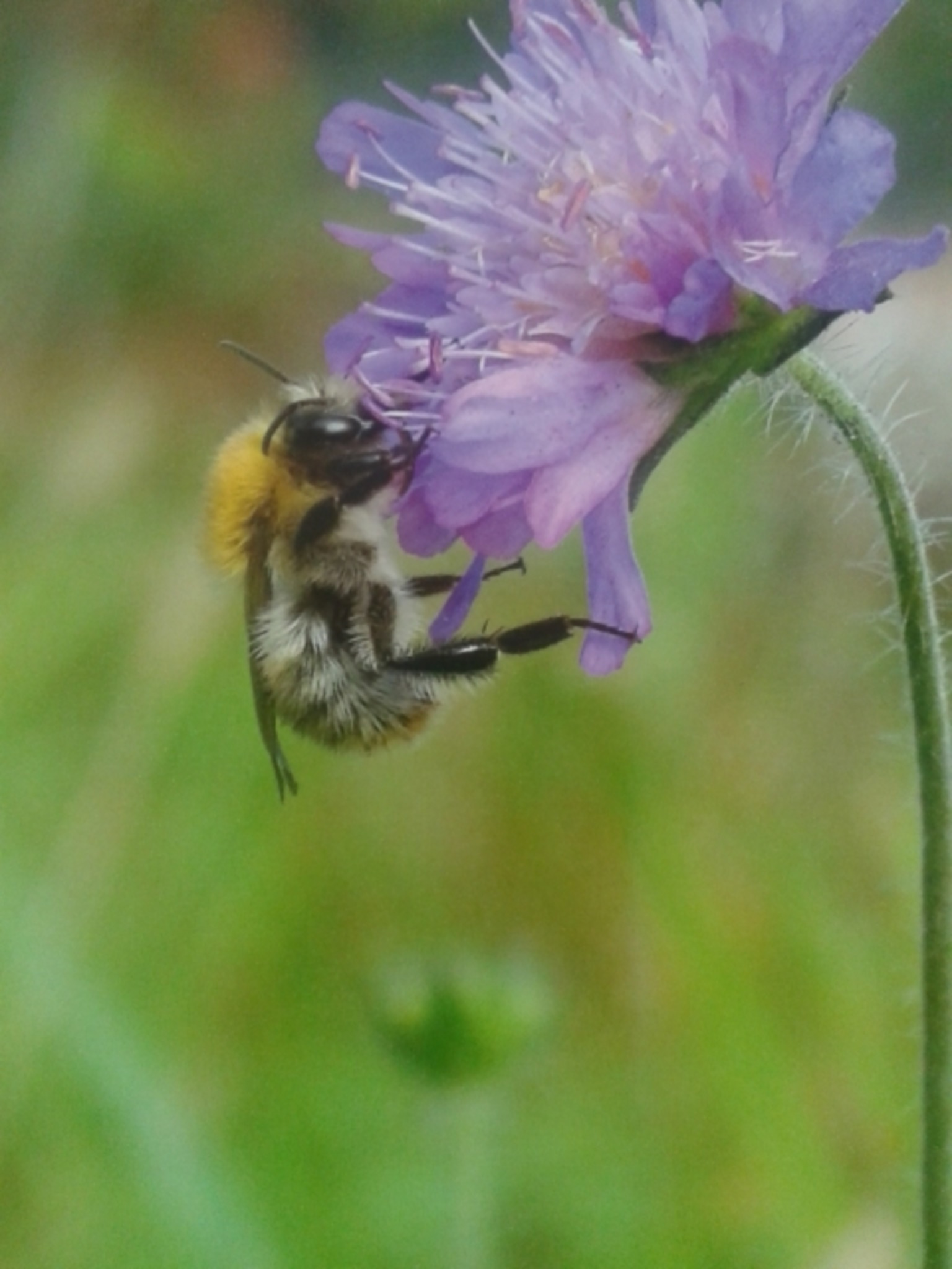 FLEIßIGES BIENCHEN - Lavanttal