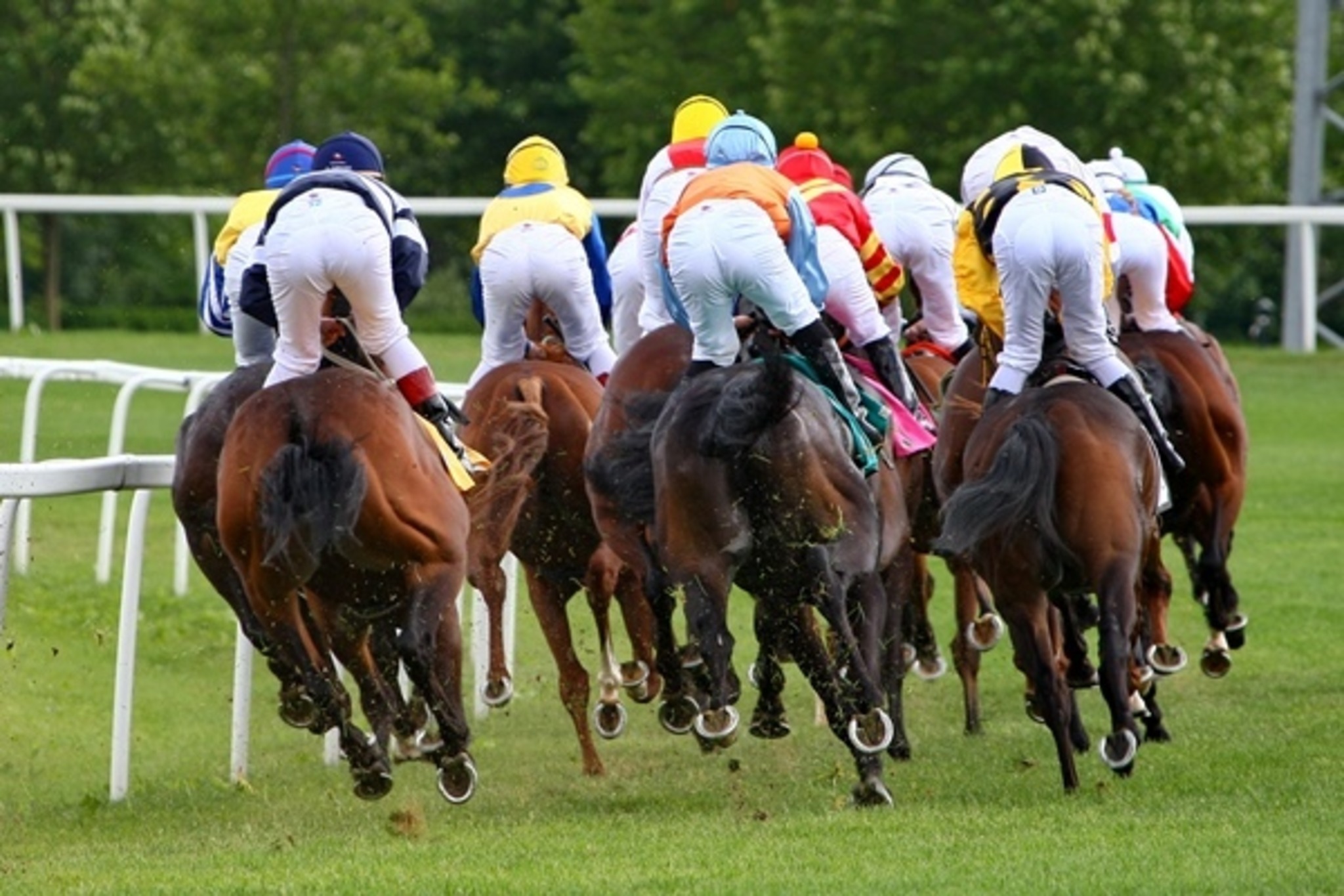 Magna Racino - Pferdesport - JUBILÄUMS DERBY im MAGNA RACINO - Steinfeld