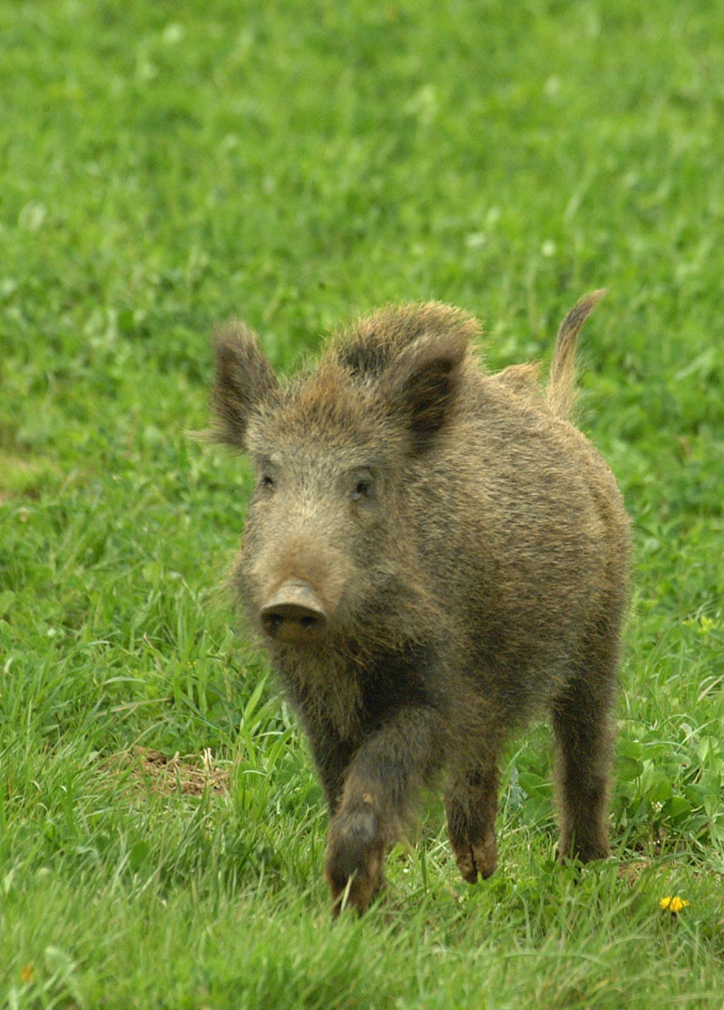 Wildschweine ackern Gailtaler Felder und Almen um - Gailtal
