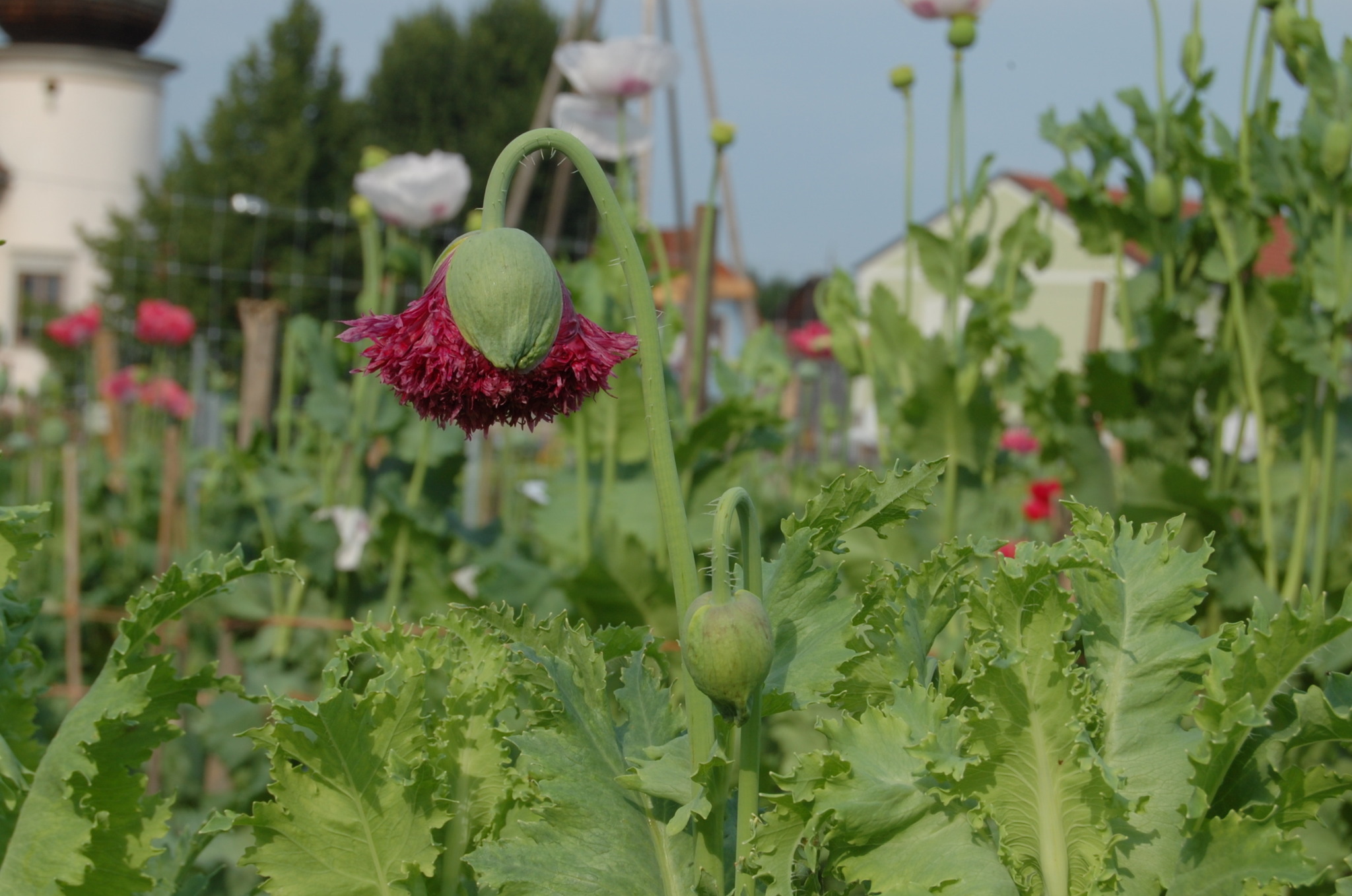 ARCHE NOAH Raritätensonntag „Mohn & Bienen“ - Herzogenburg/Traismauer
