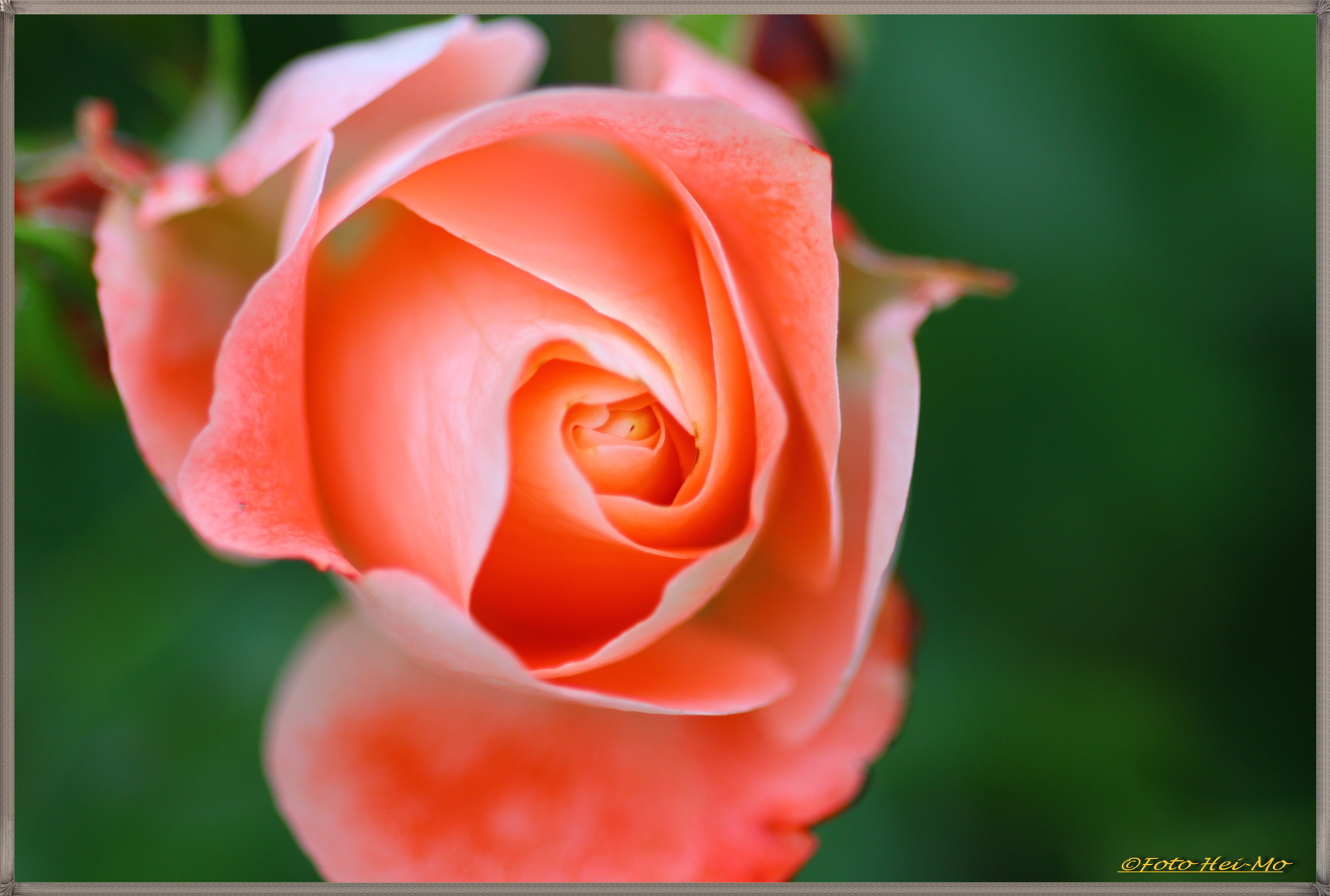 Diesmal bedanke ich mich mit dieser Rose für die erfreulich häufige ...