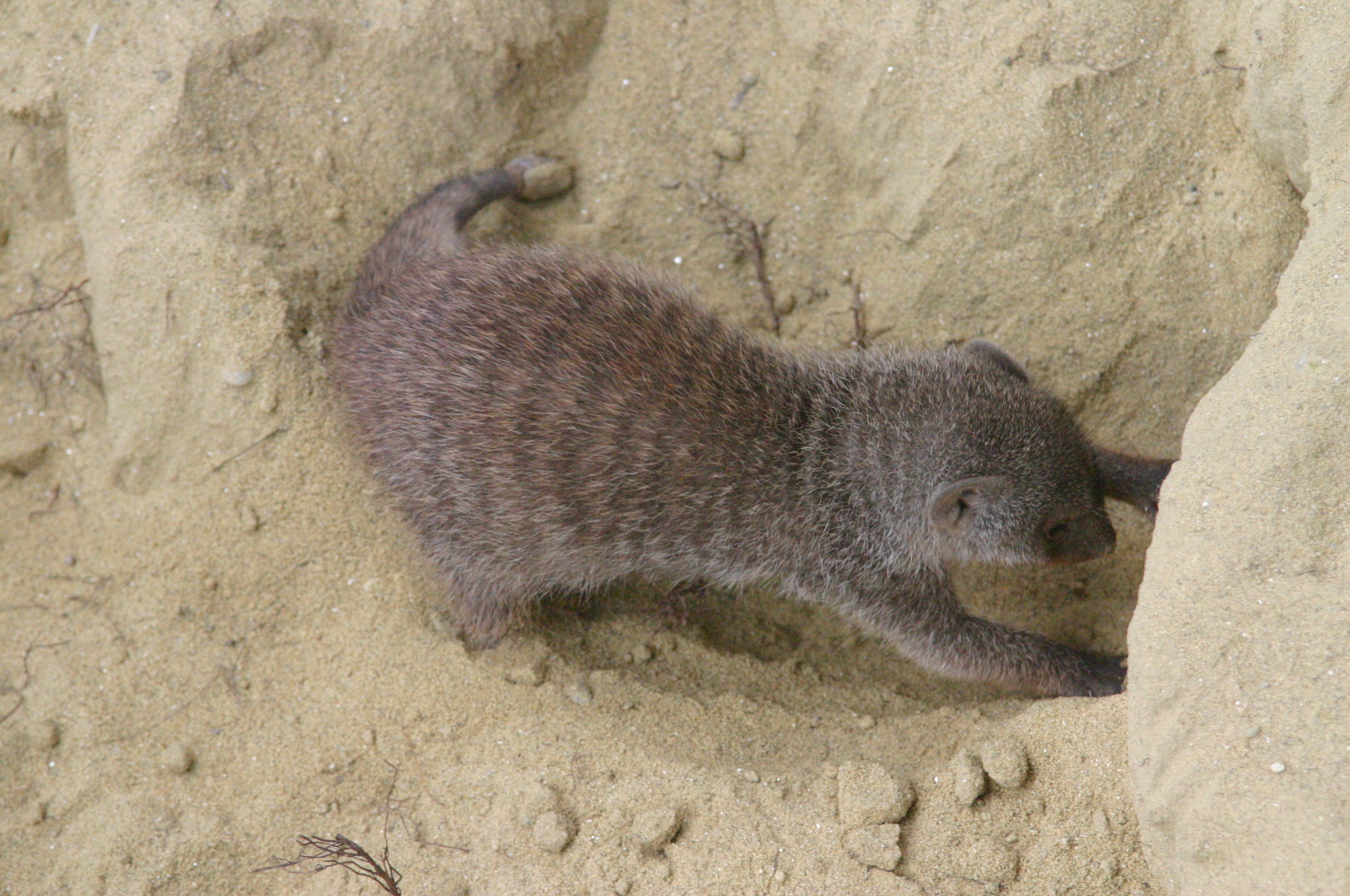 Mangusten (14) - Donaustadt