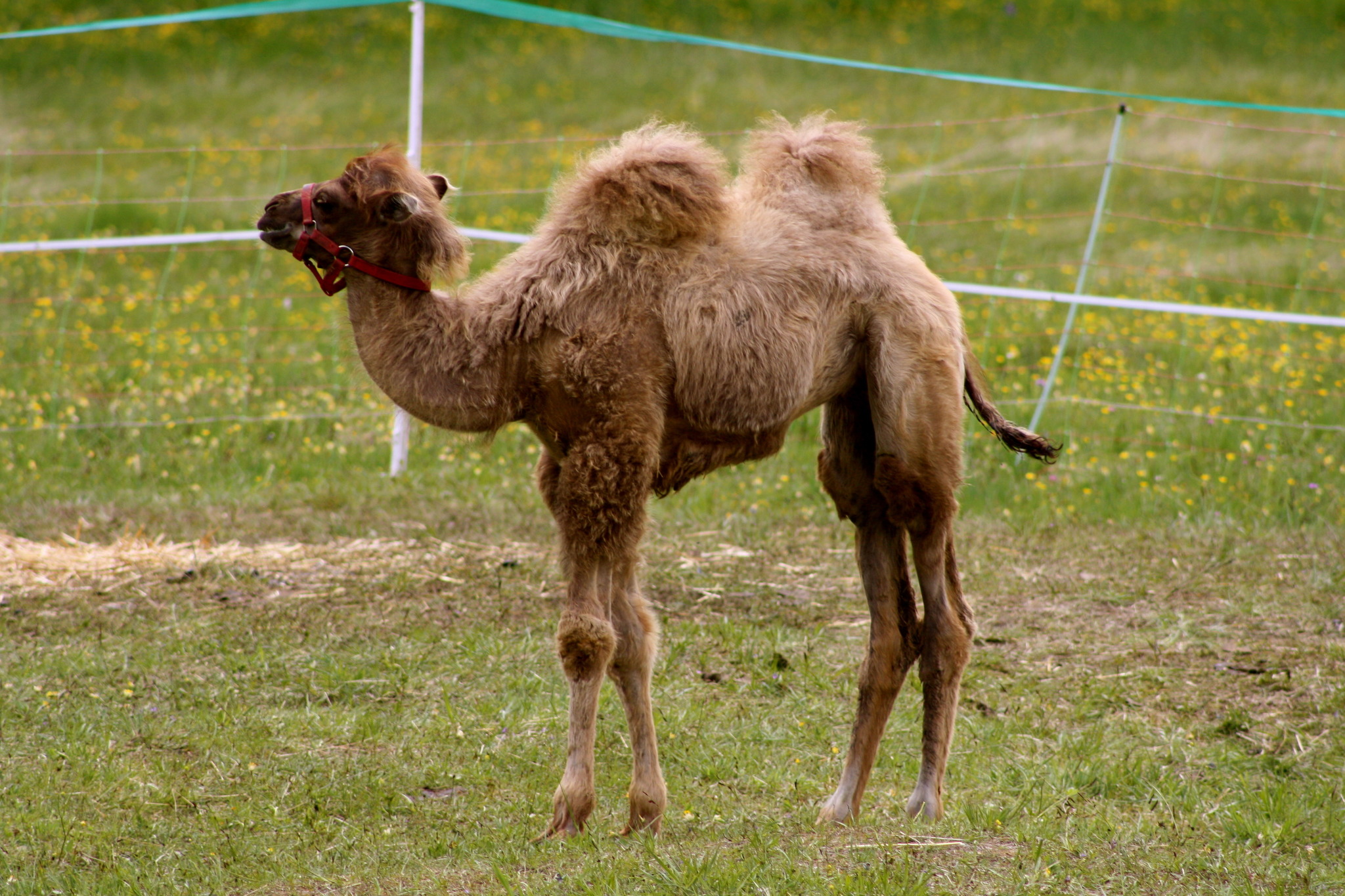 Baby Kamel :-) - Stubai-Wipptal
