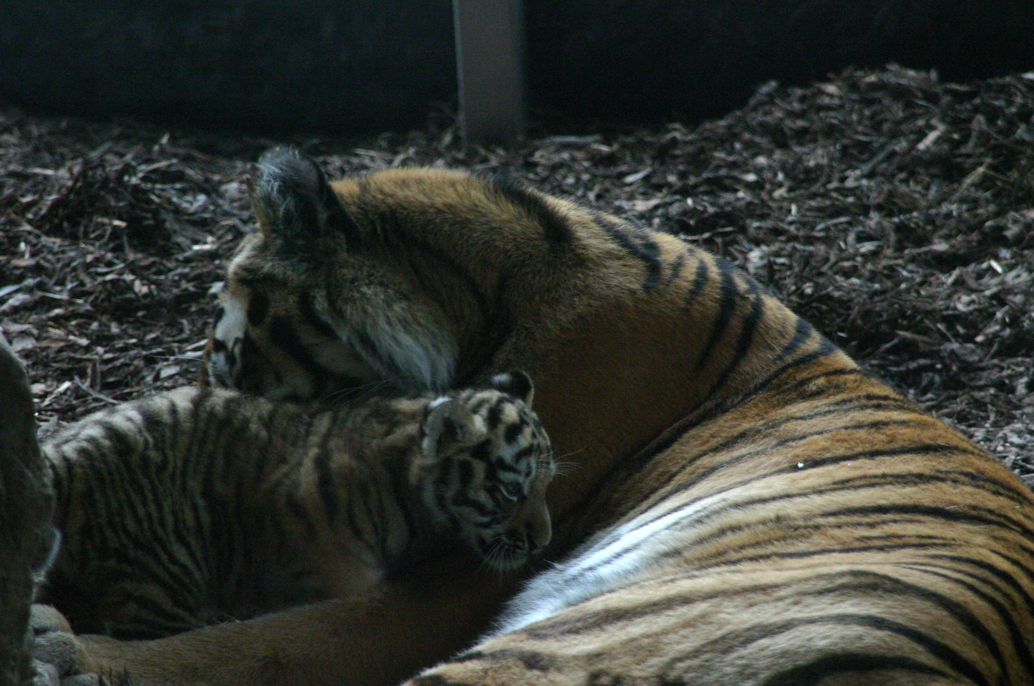 Tiger (14) - Donaustadt