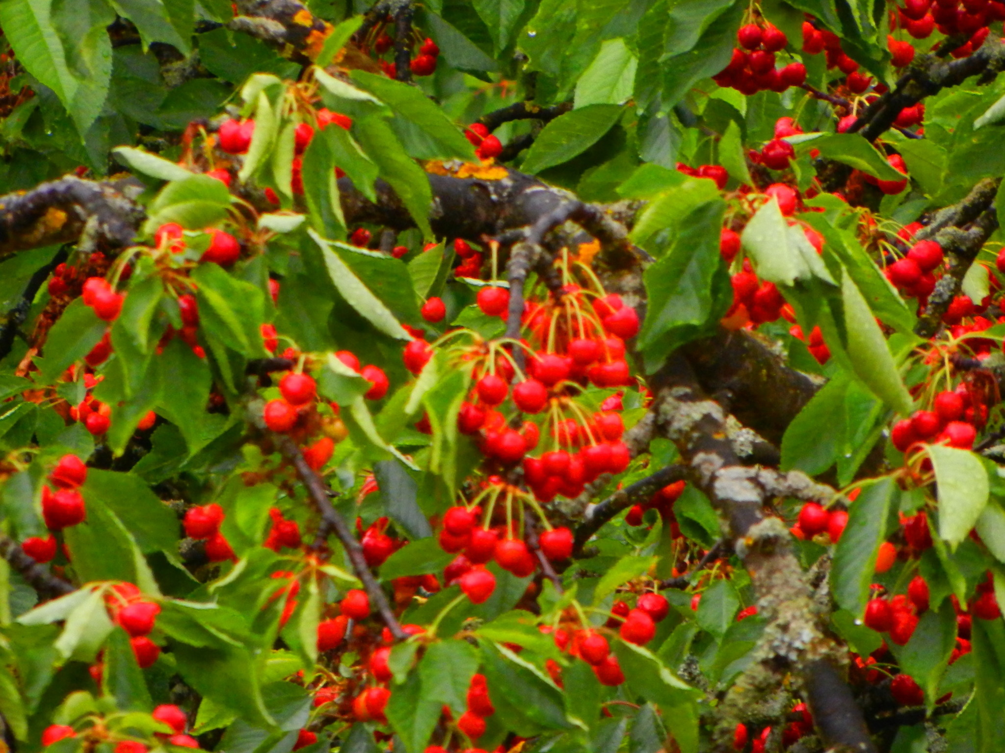 Die Kirschen in NachtBAR`s Garten, - Lavanttal