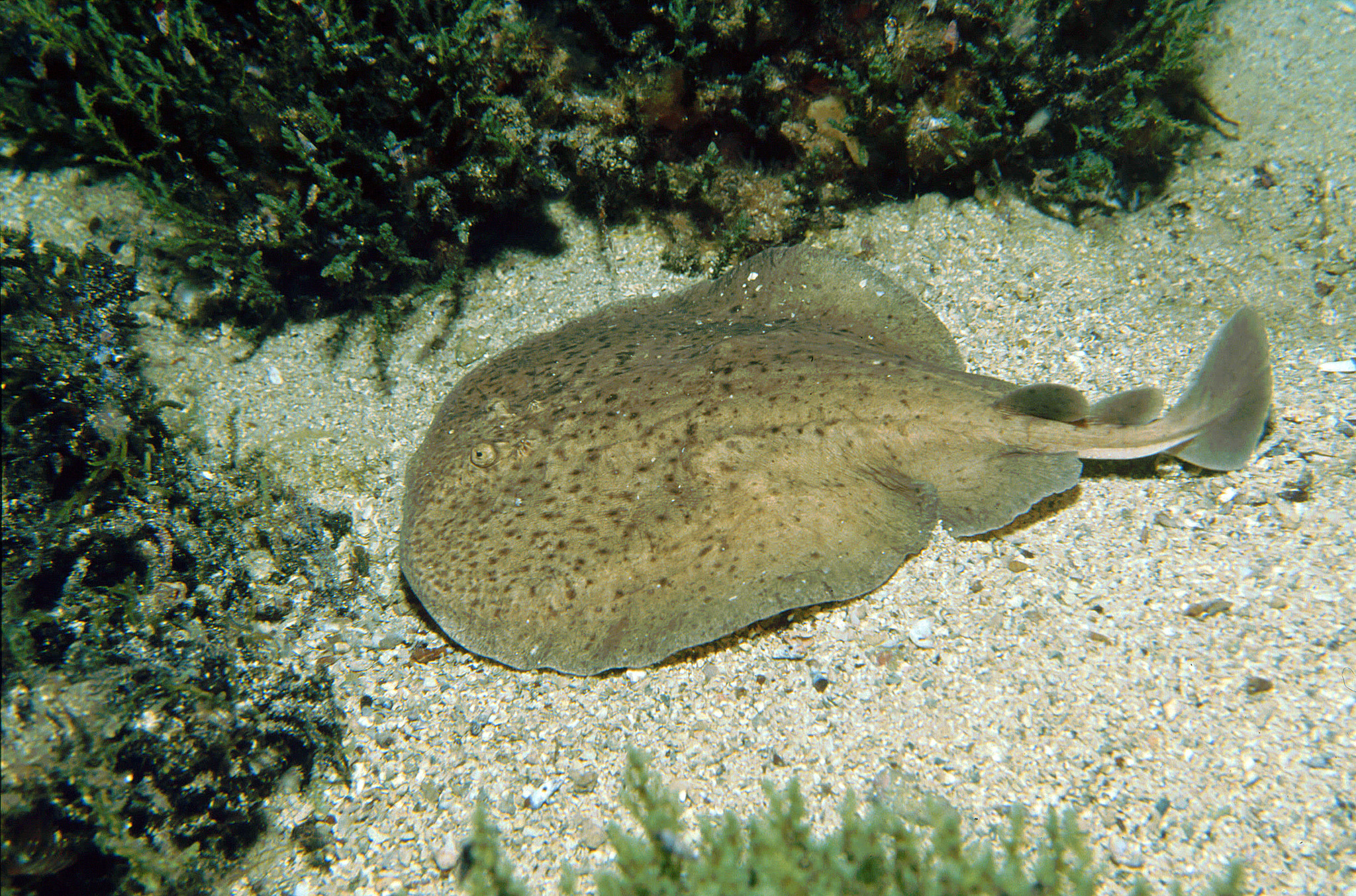 Zitterrochen - Braunau