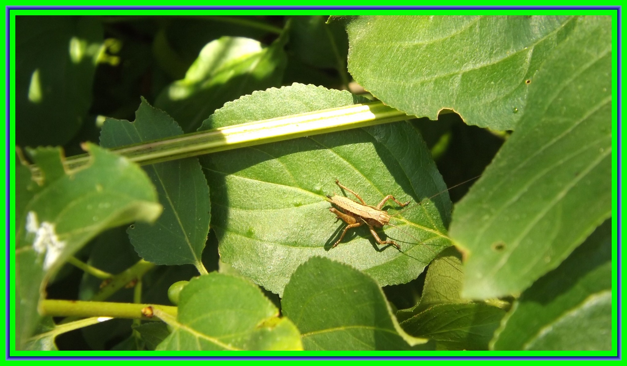 Der kleine FLIPPI und das Sonnenbad !!!!!!!!!!! - St. Veit