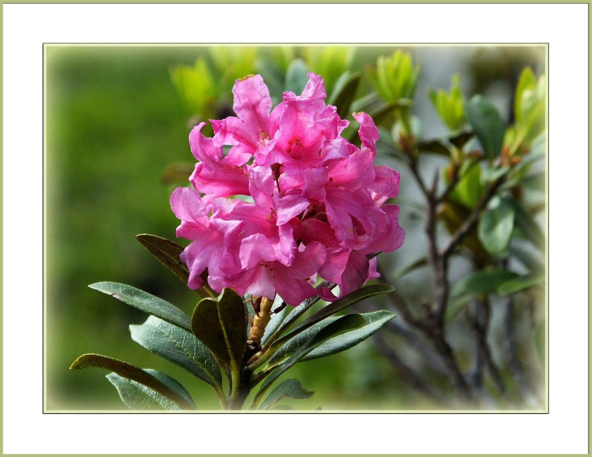 Rostblättrige Alpenrose - Tennengau