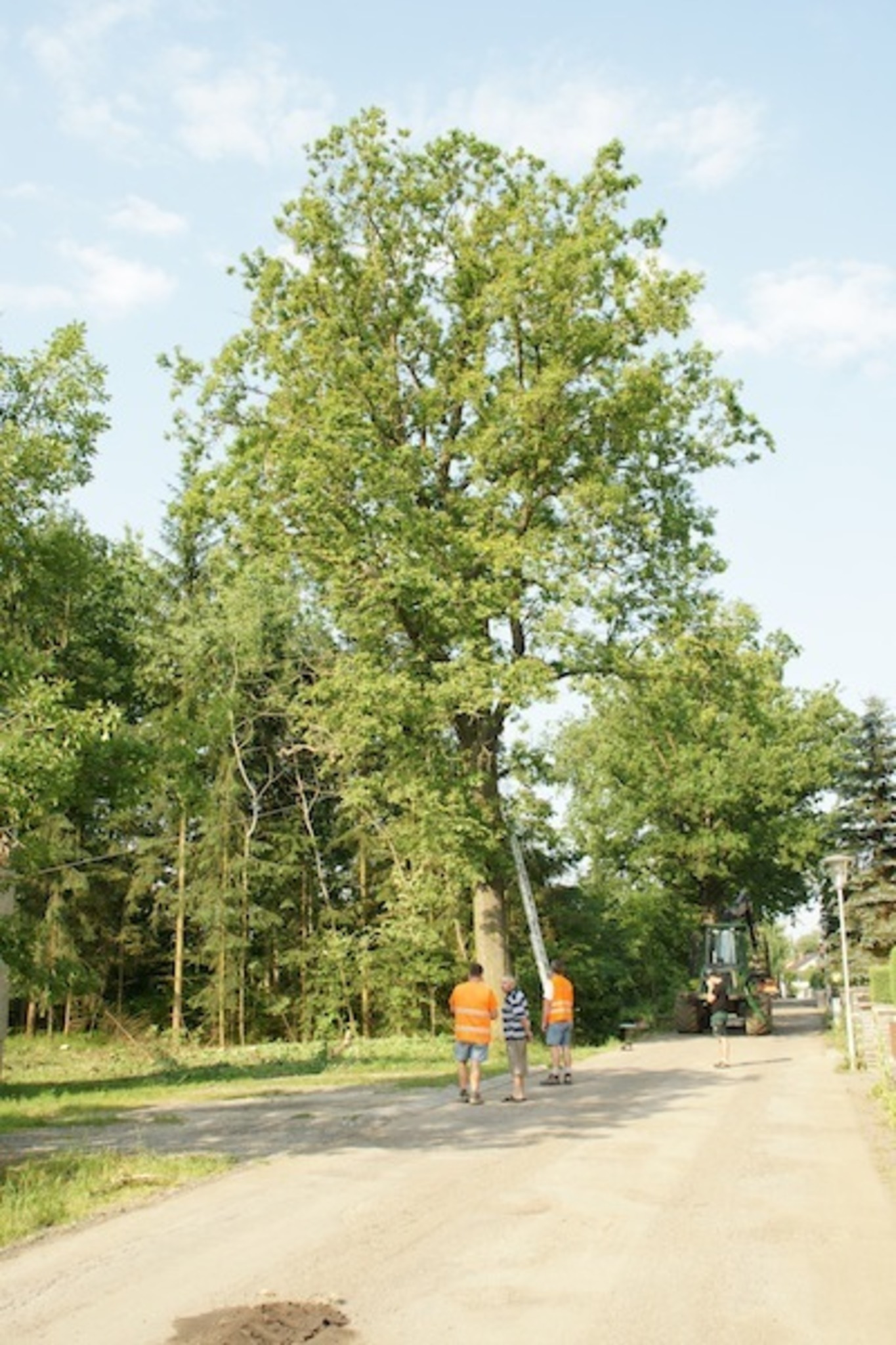 Leserbrief Eichenallee v. Dr. Alexandra Meixner - Gmünd