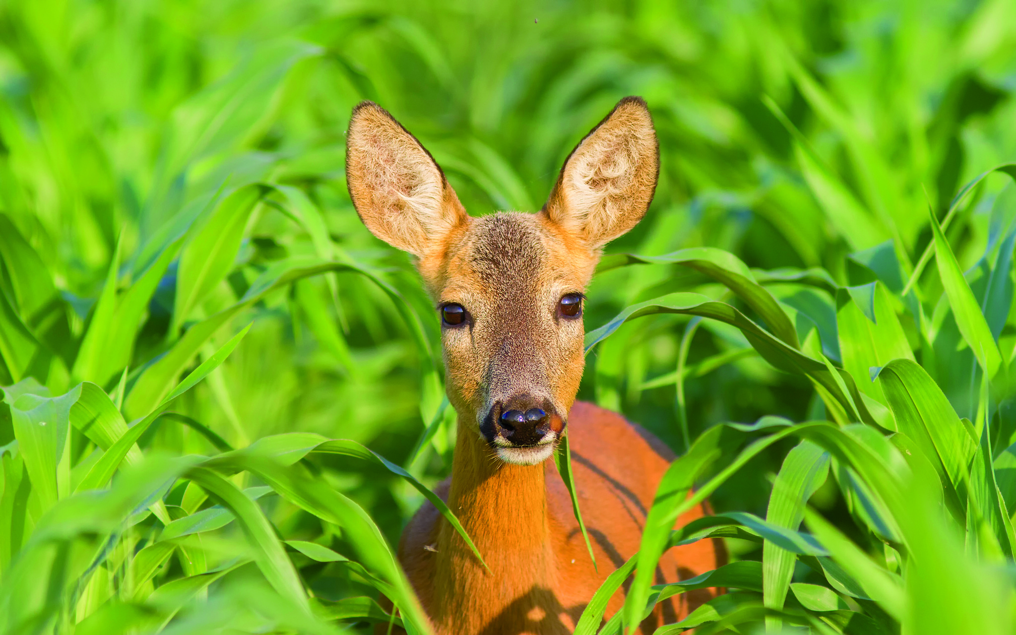 Kein scheues Reh - Braunau