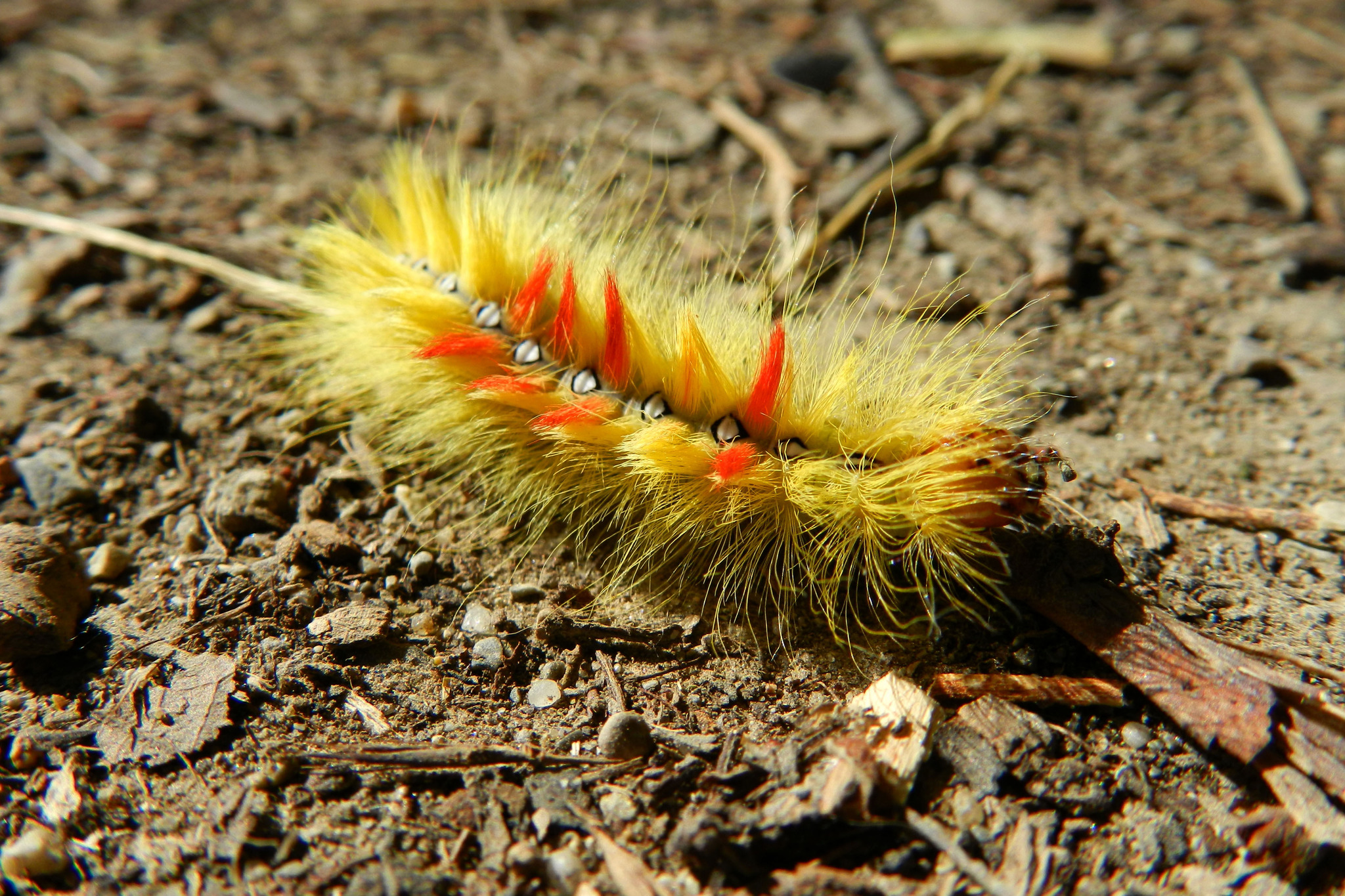 Die wunderschöne Raupe ... - Steinfeld