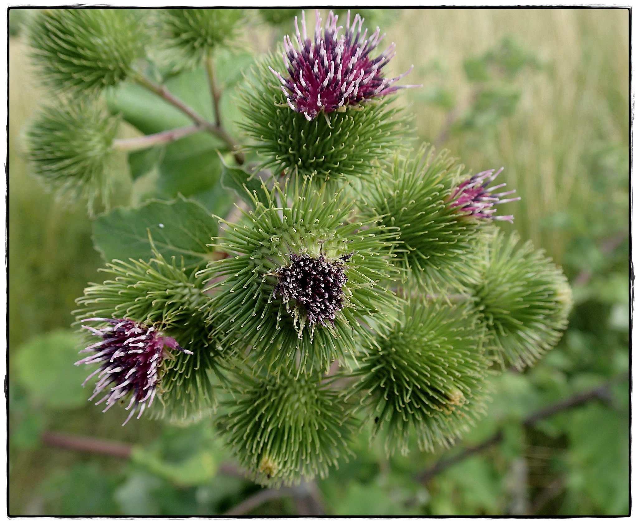 Die Klette - Hollabrunn