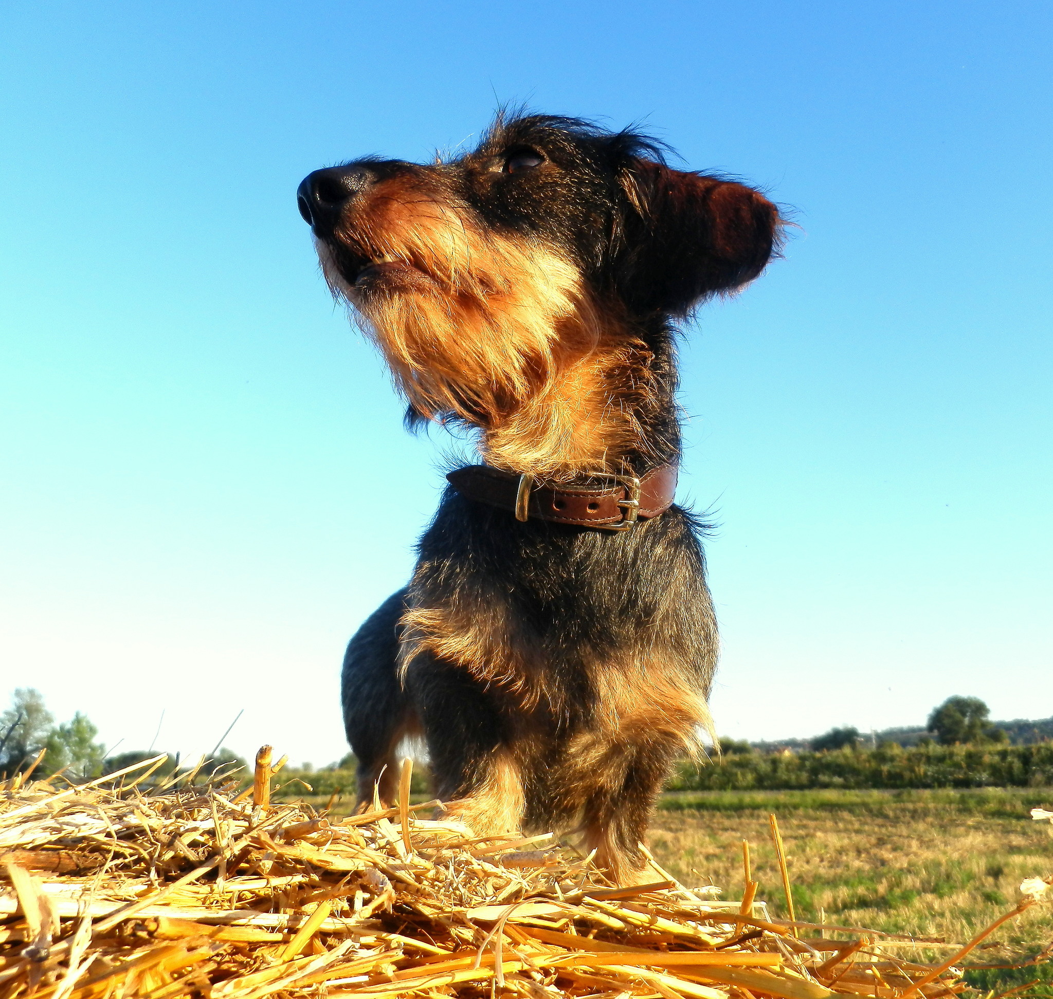Gratkorn: Hund vergiftet - Graz-Umgebung