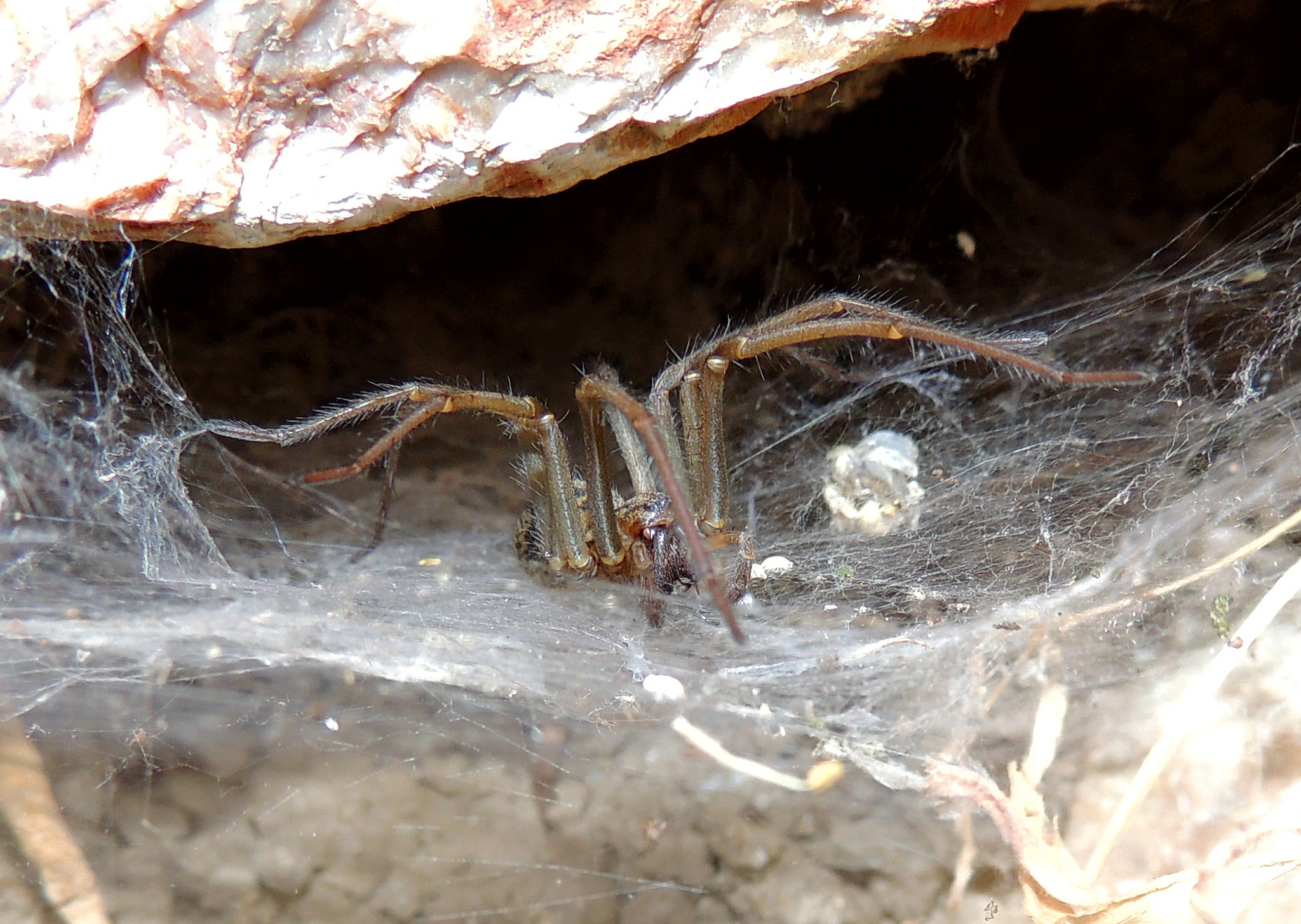 Der Portier - Lungau