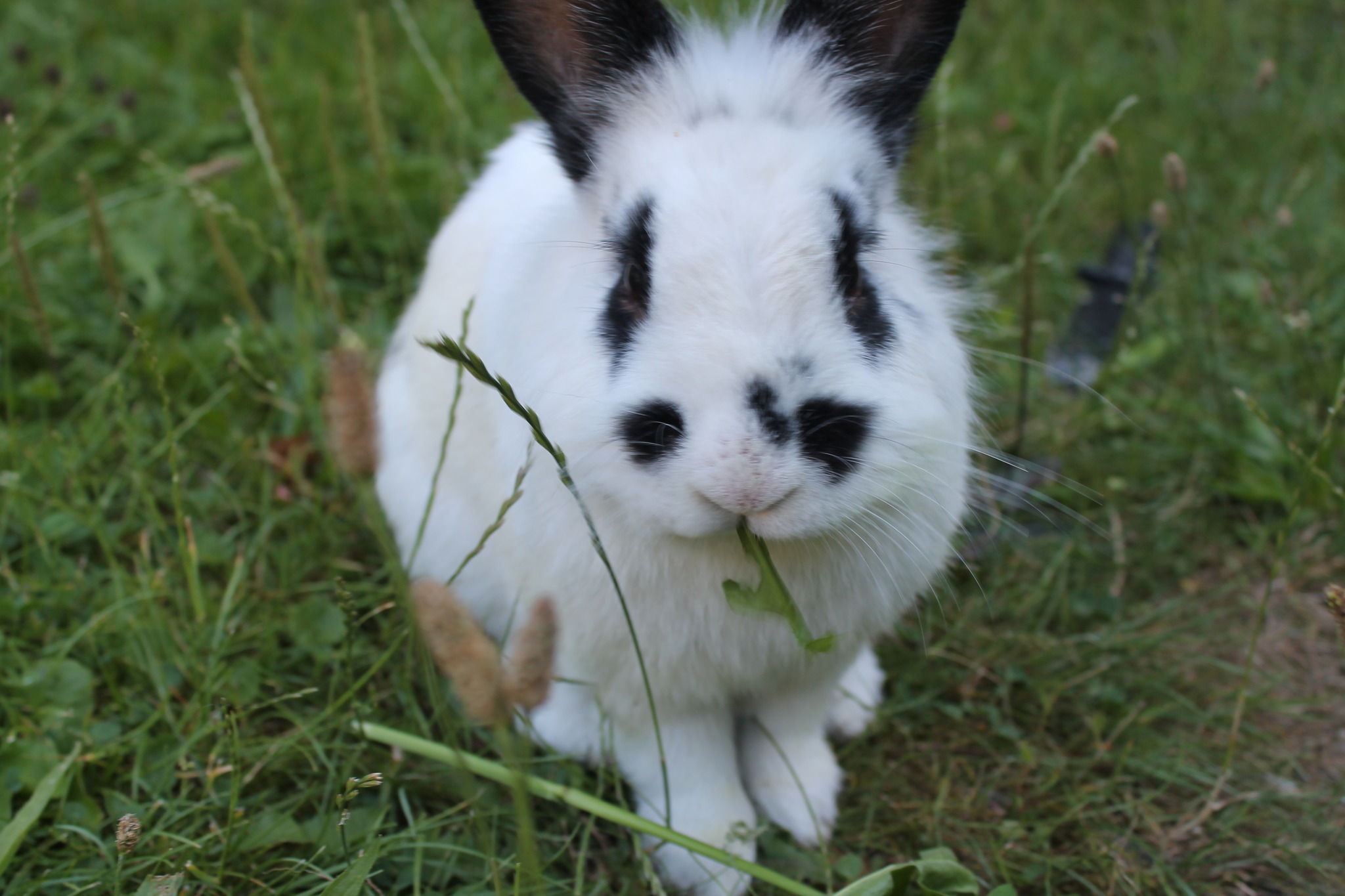 hase beim fressen - Horn
