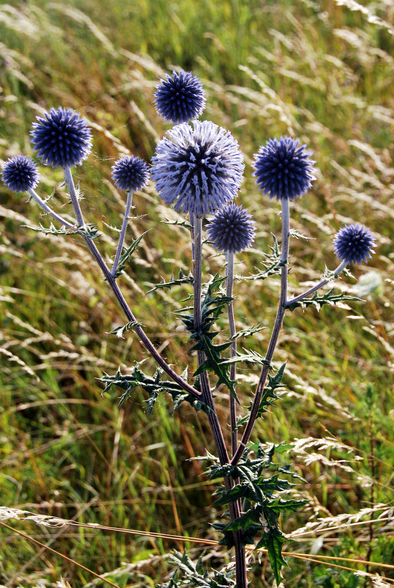 Blaue Kugeldistel - Hollabrunn