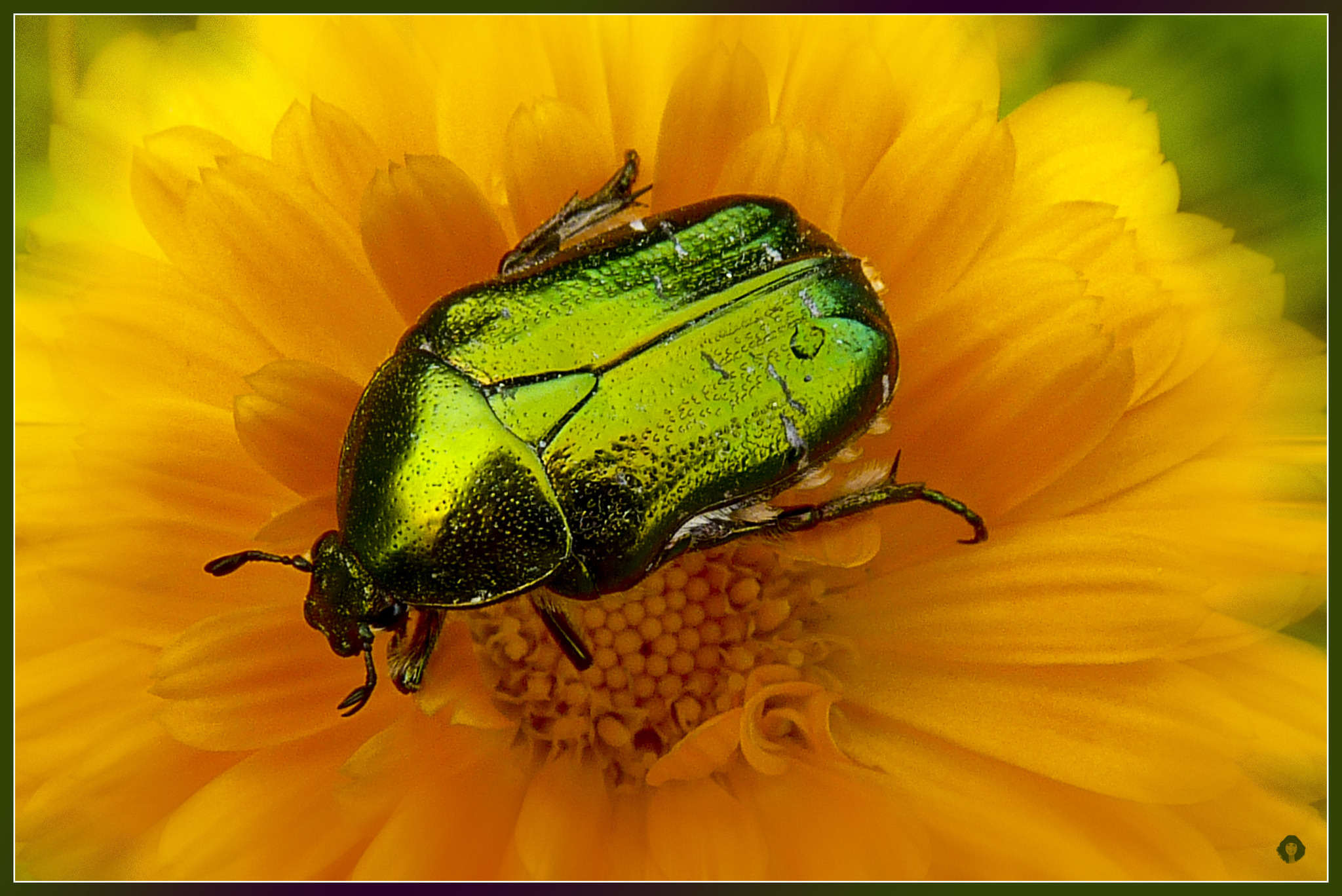 Wie heißt der Käfer? - Rohrbach
