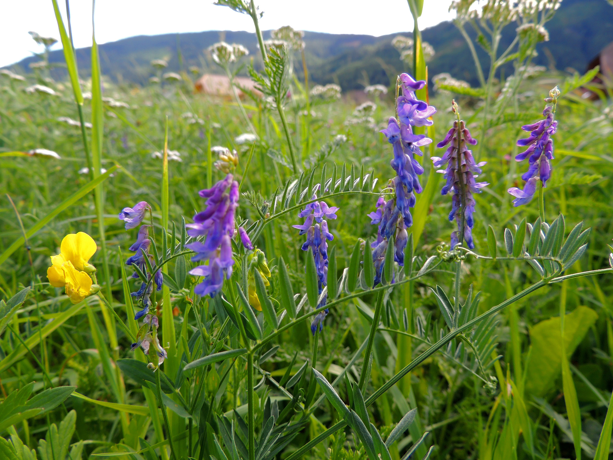 Wiesenblumen - Lungau
