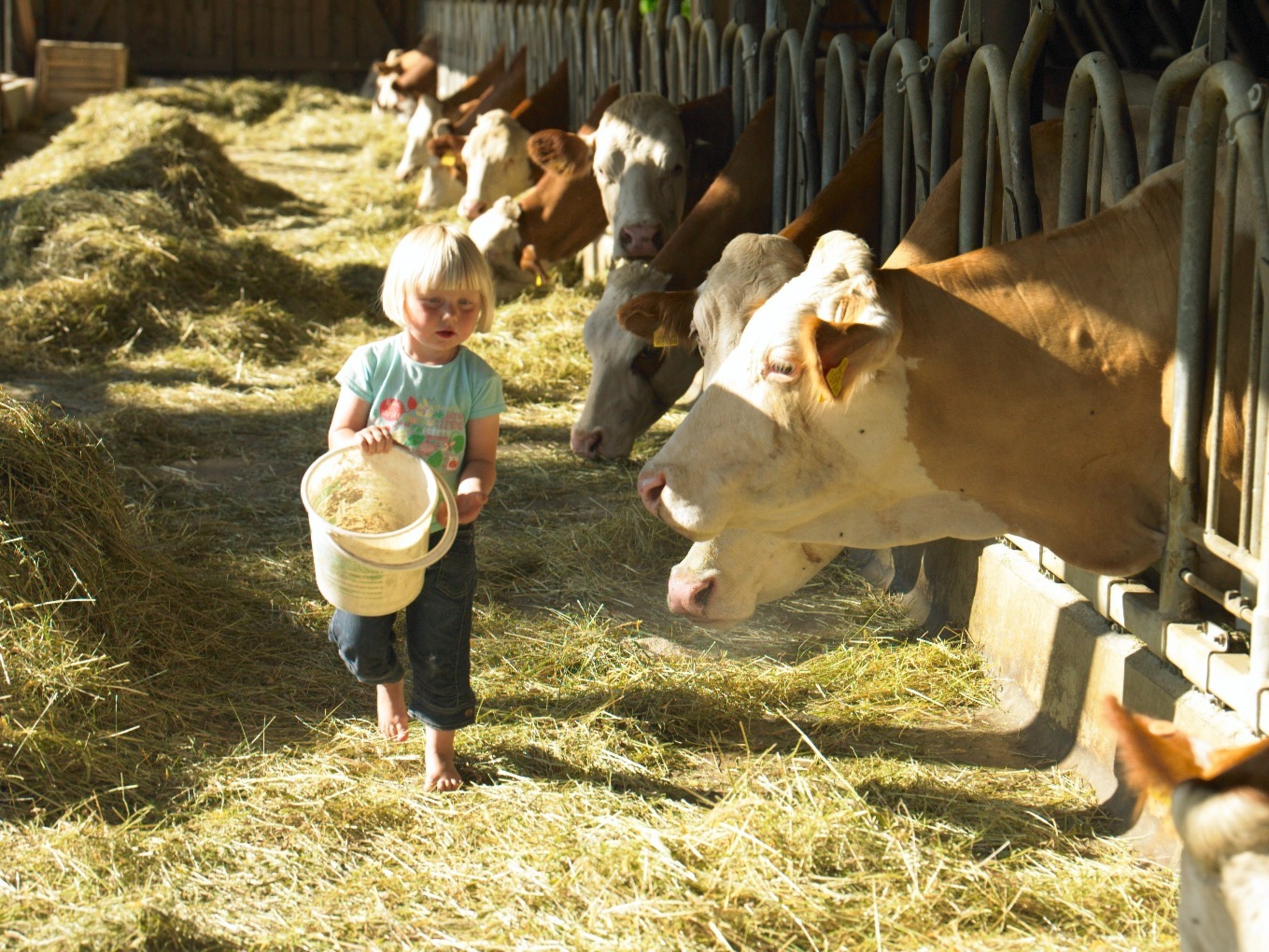 Bio-Heumilch aus dem Mühlviertel - Perg