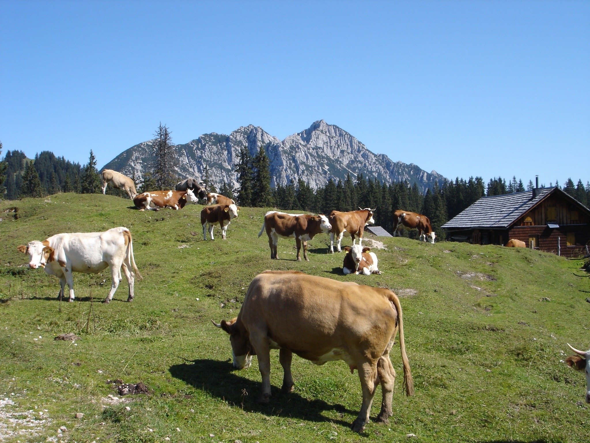 Almen - unverzichtbarer Imageträger für Landwirtschaft und Tourismus ...