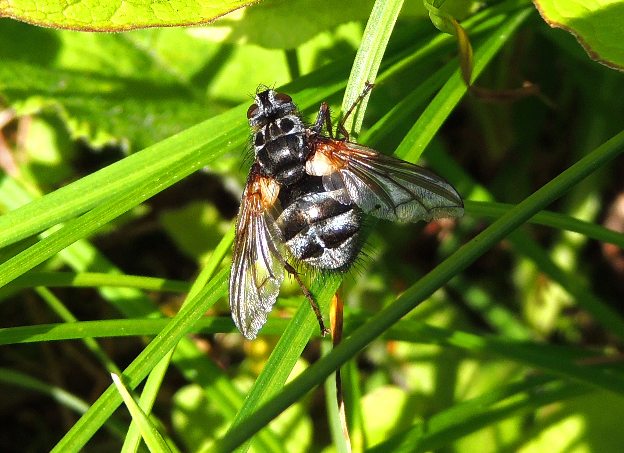 Trixa alpina - Lungau