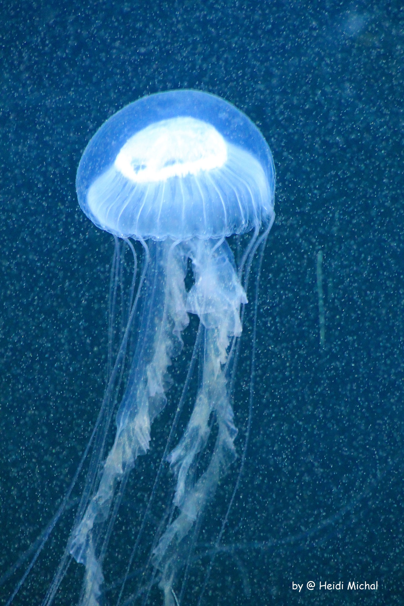 Qualle in Schönbrunn - Hietzing