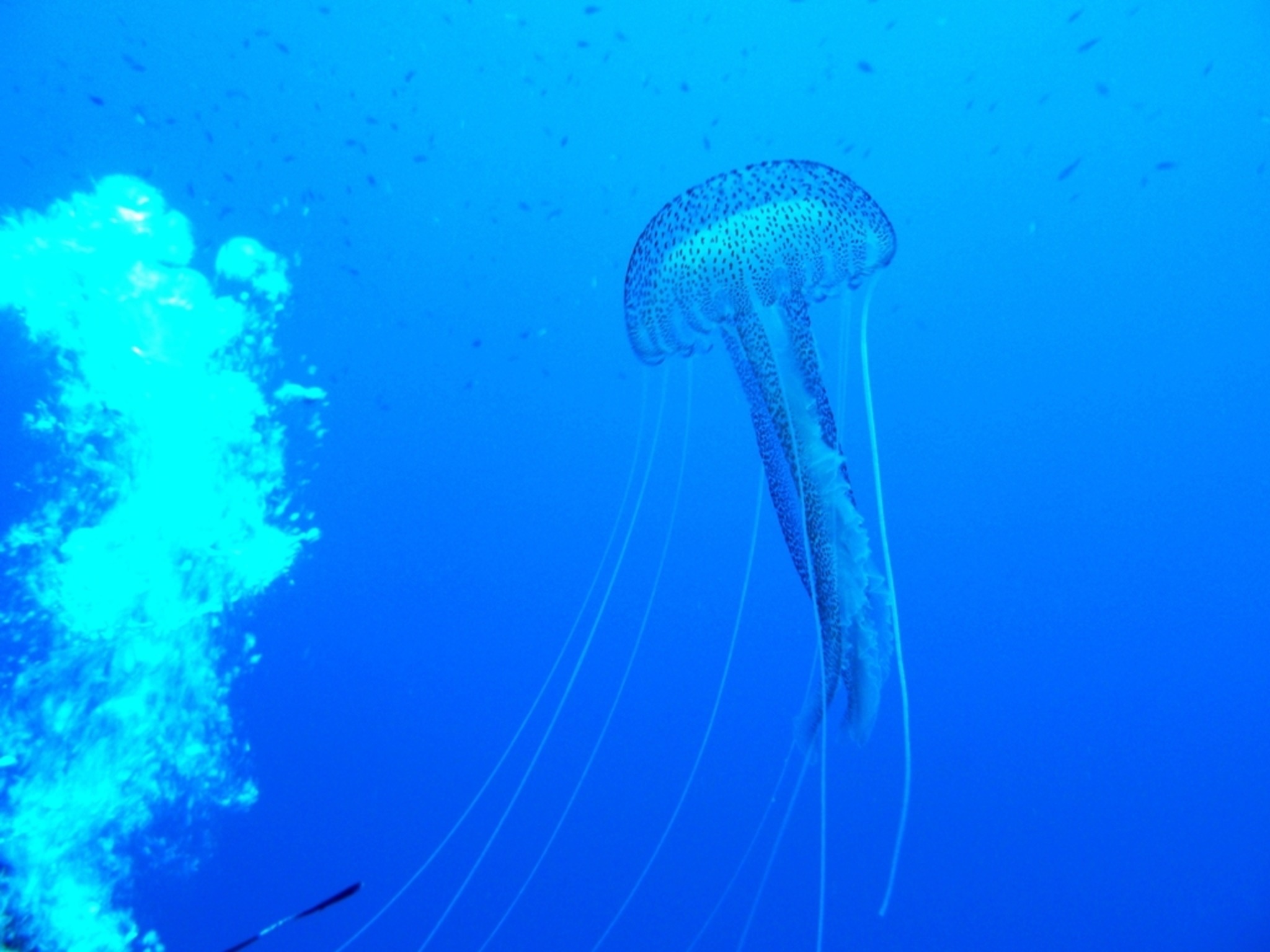 Medusa - Die Qualle - Mödling