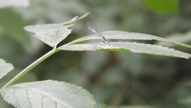 Ein kleiner SPAZIERGANG am Goggausee , - St. Veit