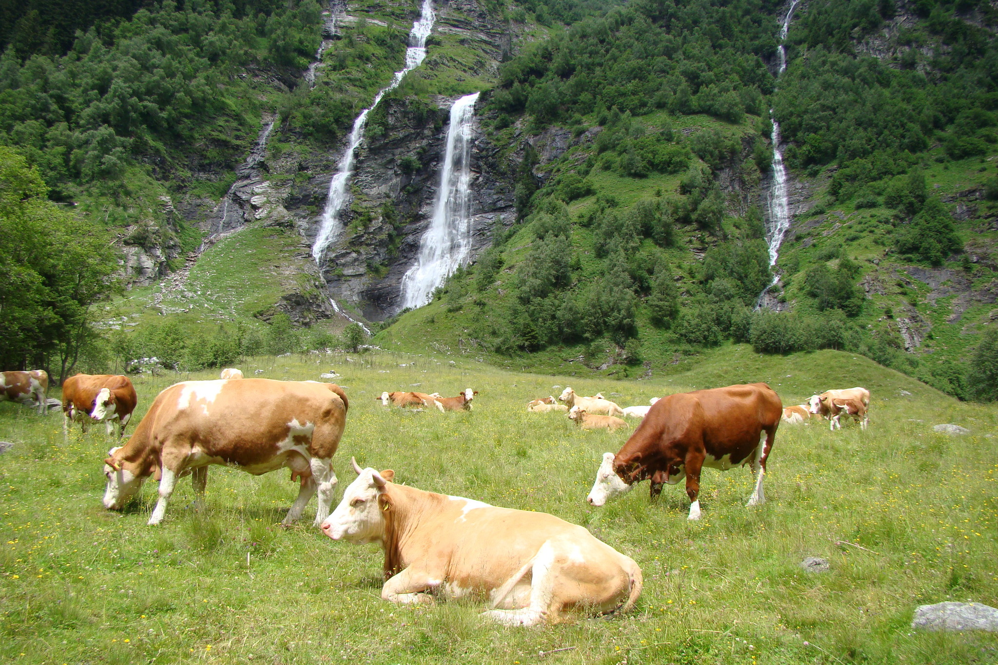 glückliche Almkühe - Villach