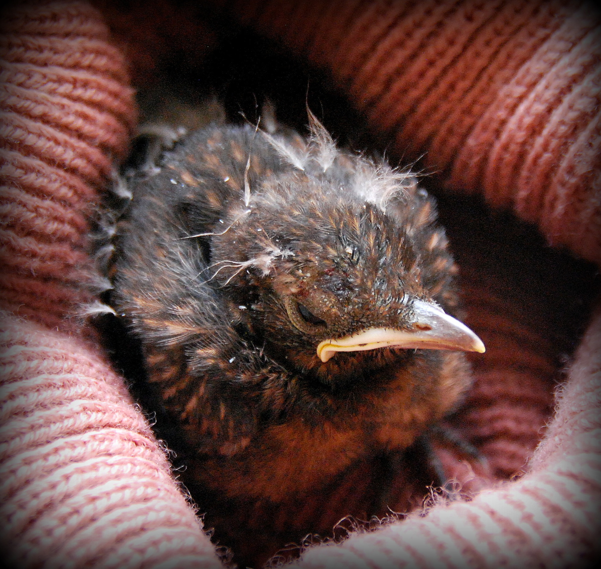 Junge Amsel im Wollhauberl-Nest - Hollabrunn