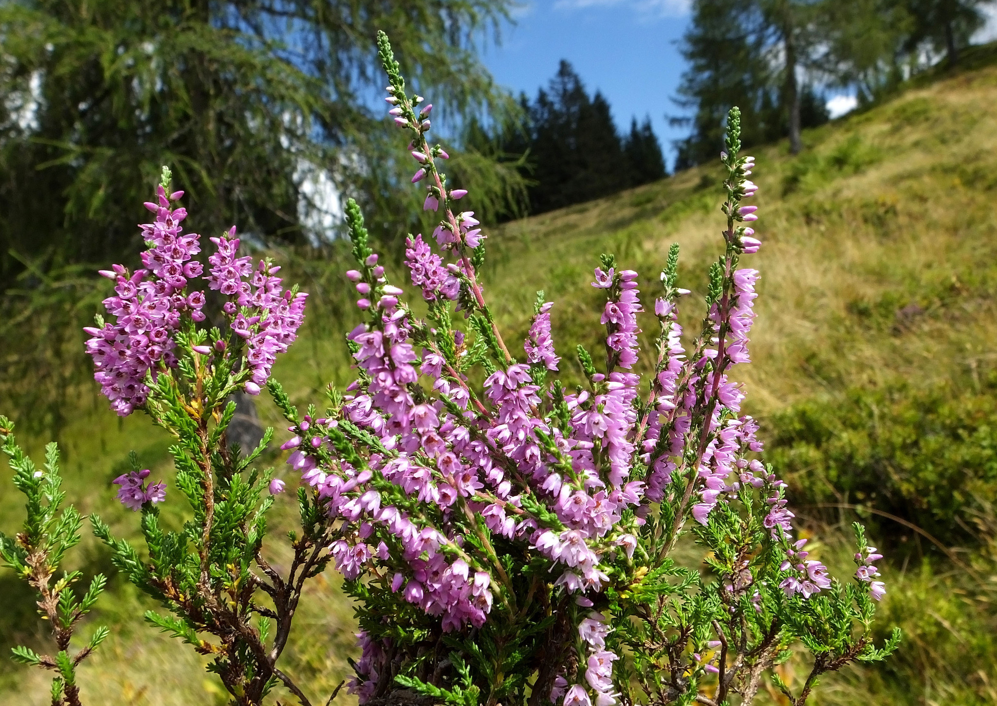 Heidekraut - Besenheide - Tennengau